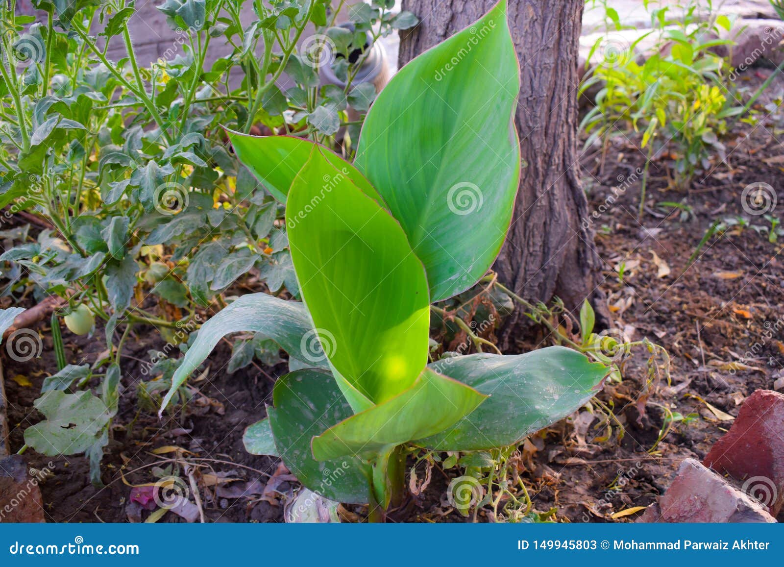Flat Long Green Leaves, Plant Stock Image - Image of isolated, foliage ...