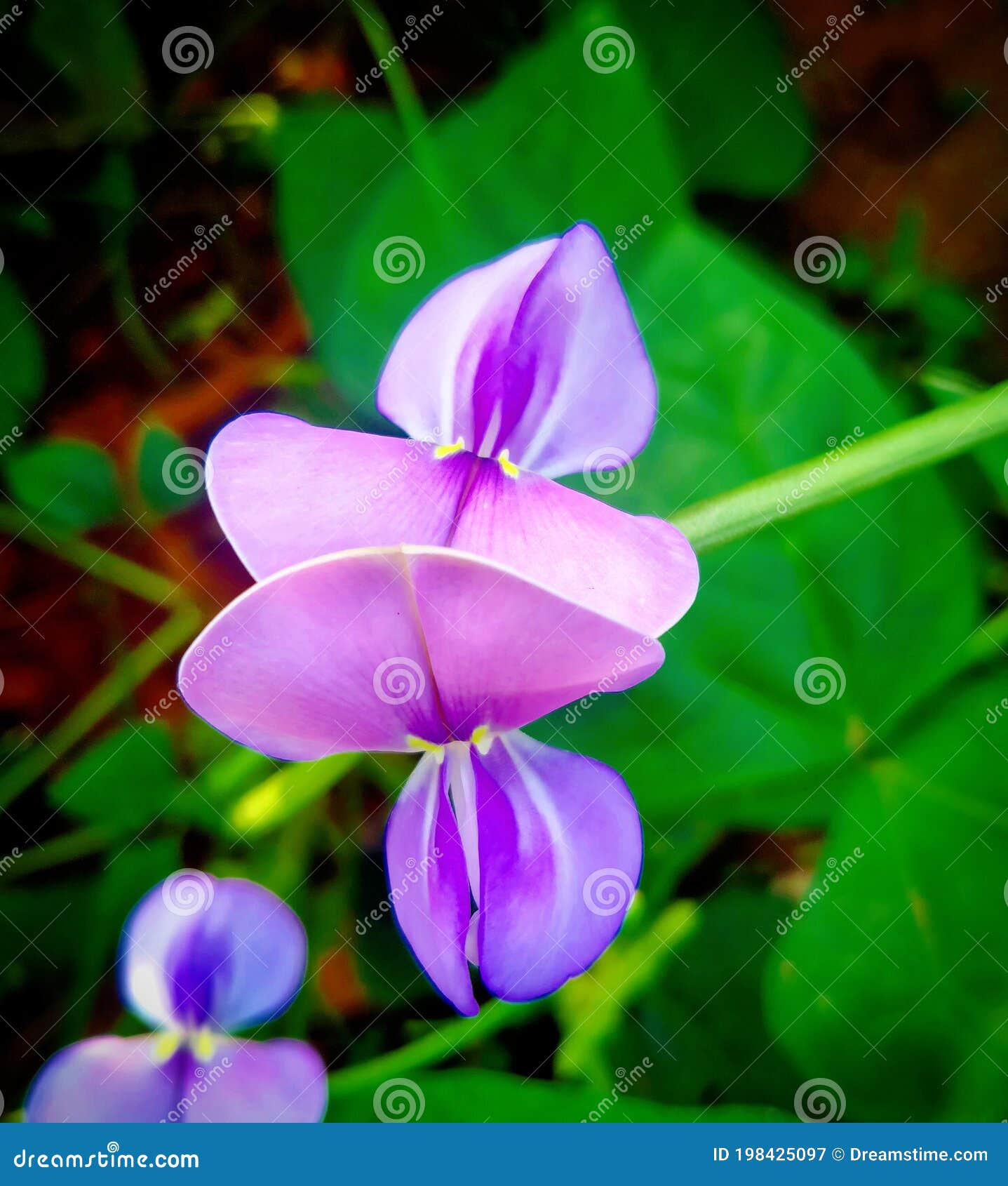 Flat lentils flowers stock image. Image of uoilet, flat - 198425097