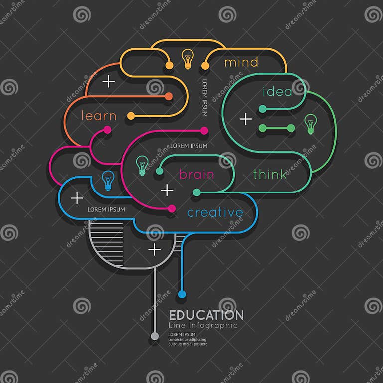 Flat Linear Infographic Education Outline Brain Concept.Vector Stock ...