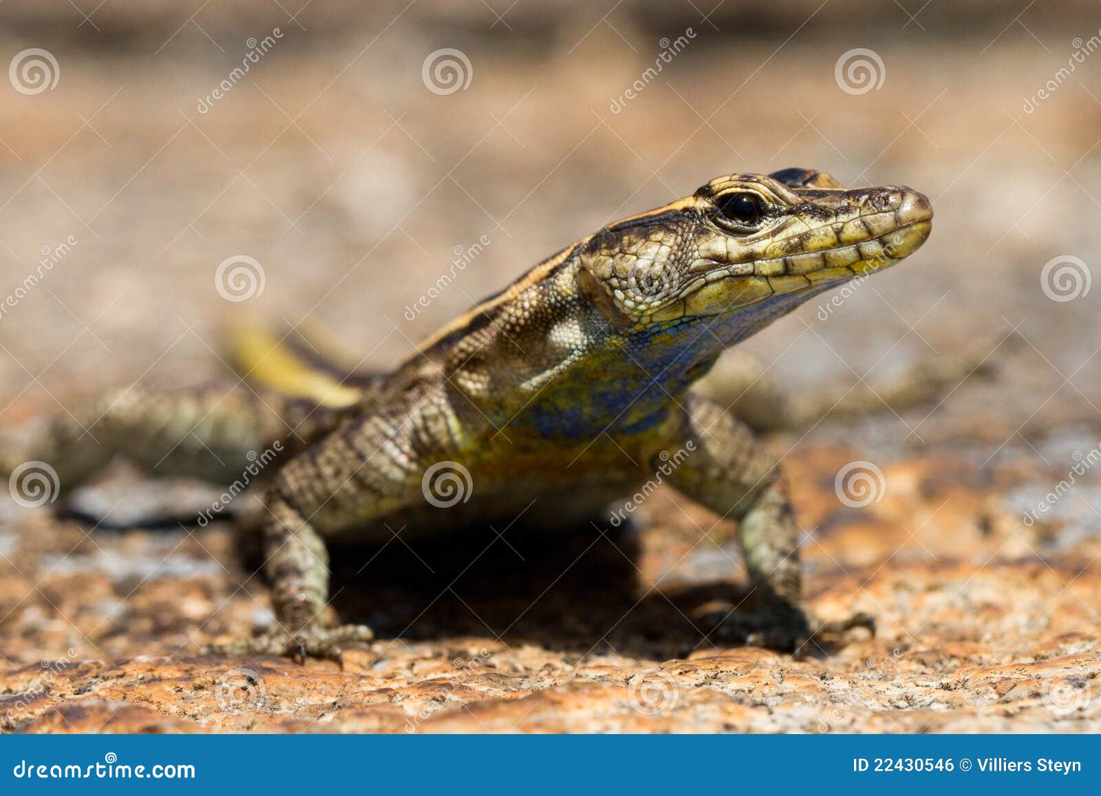 Flat lizard stock photo. Image of close, flat, wildlife - 22430546