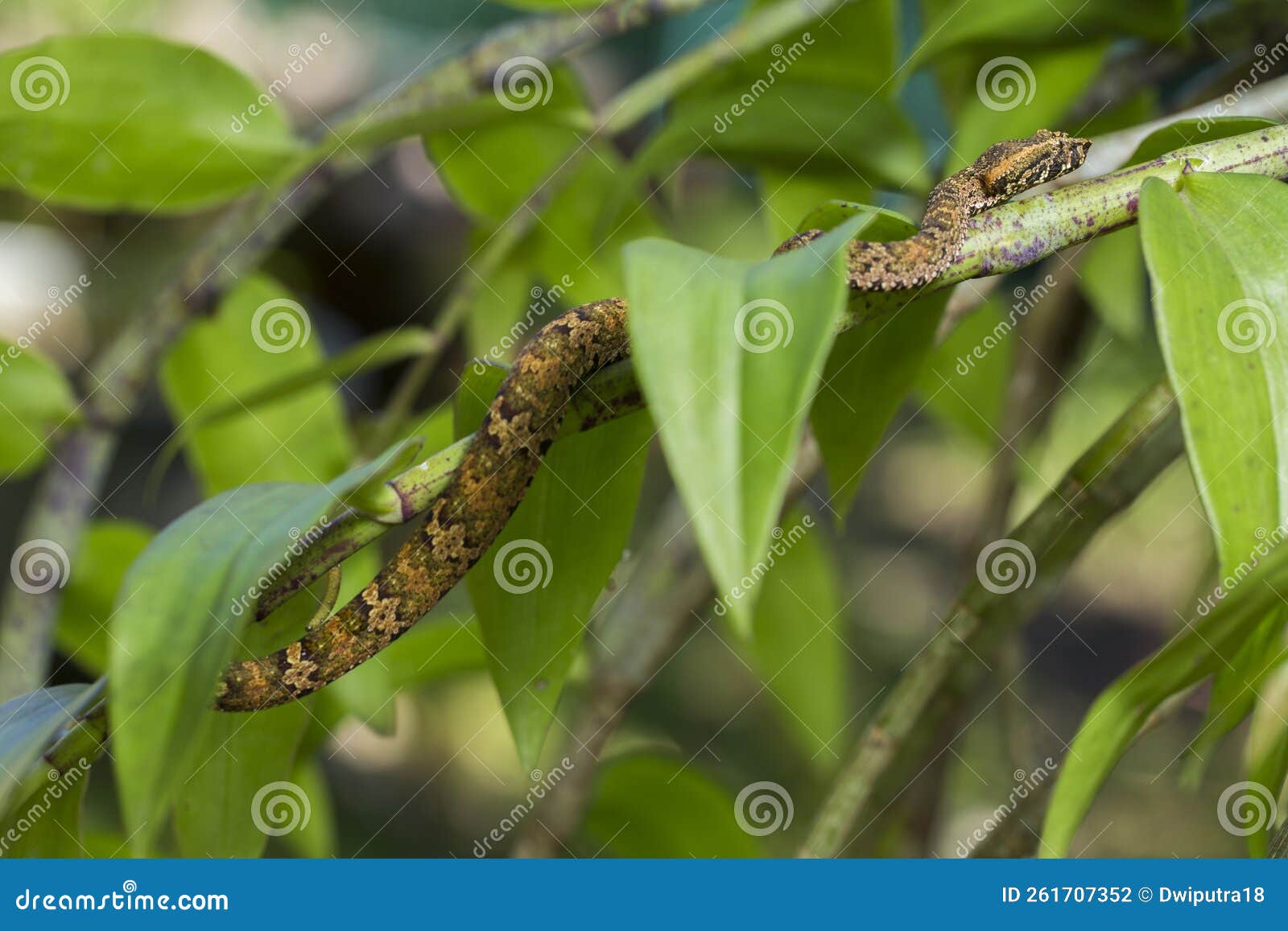 Flat-nosed Pitviper Snake Trimeresurus Puniceus on Tree Branch Stock ...