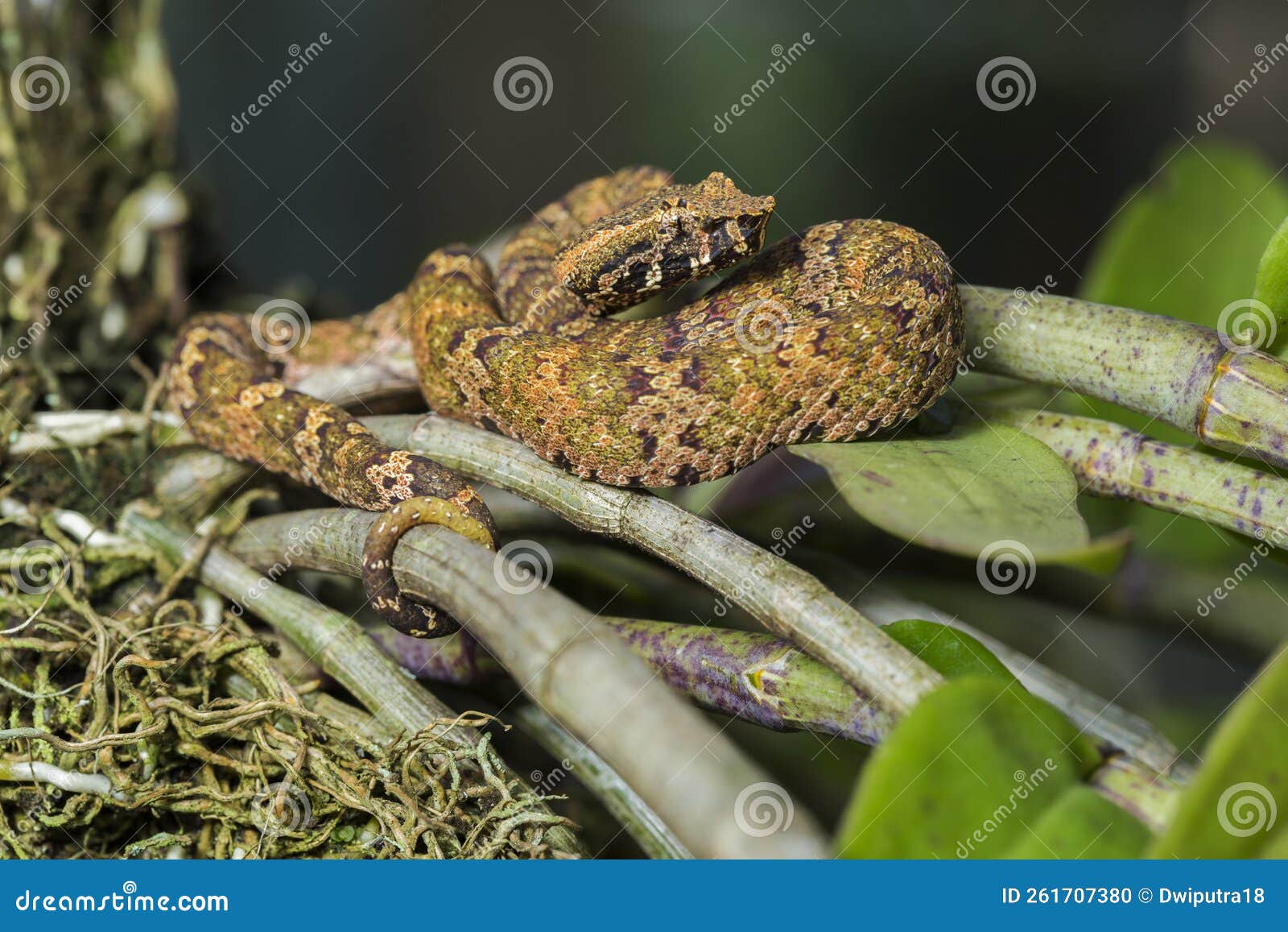 Flat-nosed Pitviper Snake Trimeresurus Puniceus on Tree Branch Stock ...