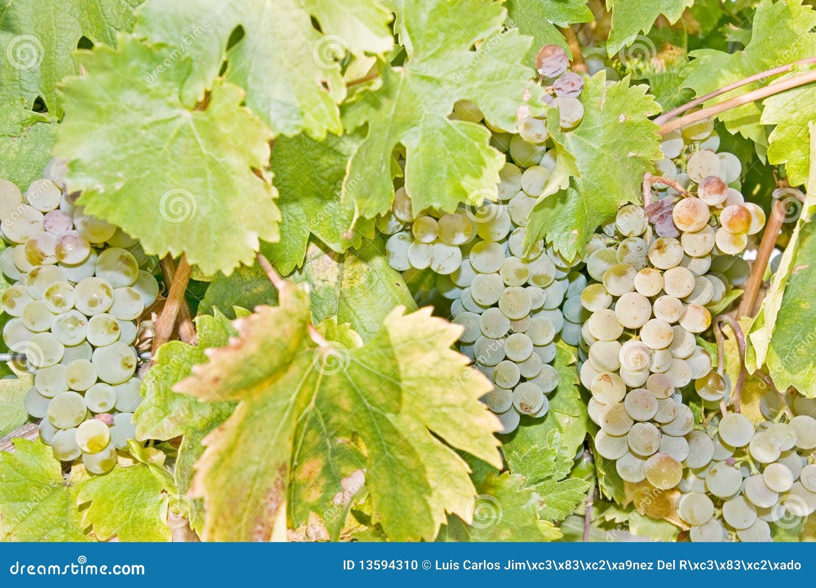 Flat Open a Plantation of White Grapes Stock Photo - Image of berries ...