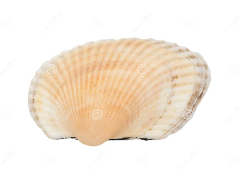 Flat orange shellfish stock photo. Image of pink, shellfish - 10960962