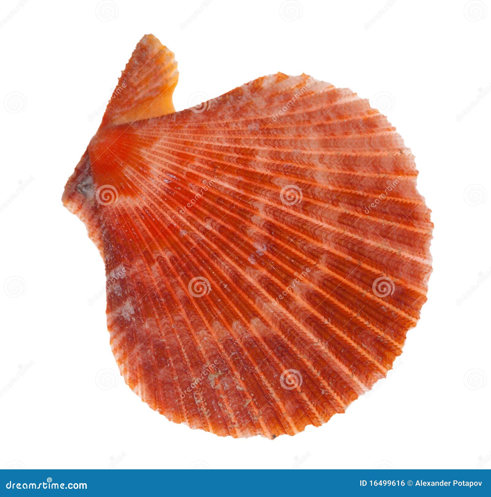 Flat Orange Shellfish on White Stock Photo - Image of nacreshell, pink ...