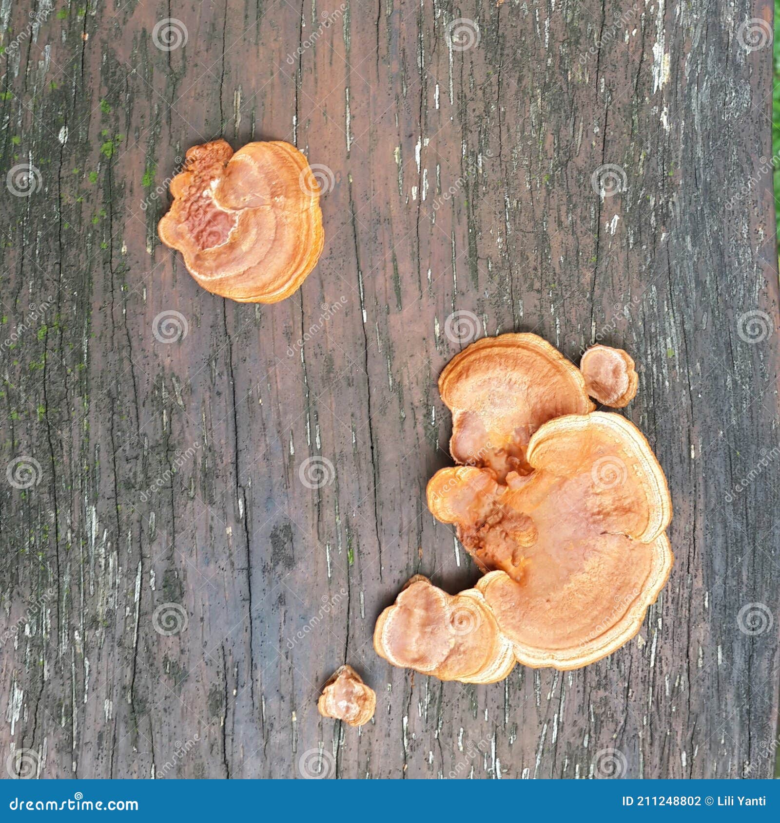 The Flat Orange Wild Fungus Grows on the Trunks of Dead Trees Stock ...