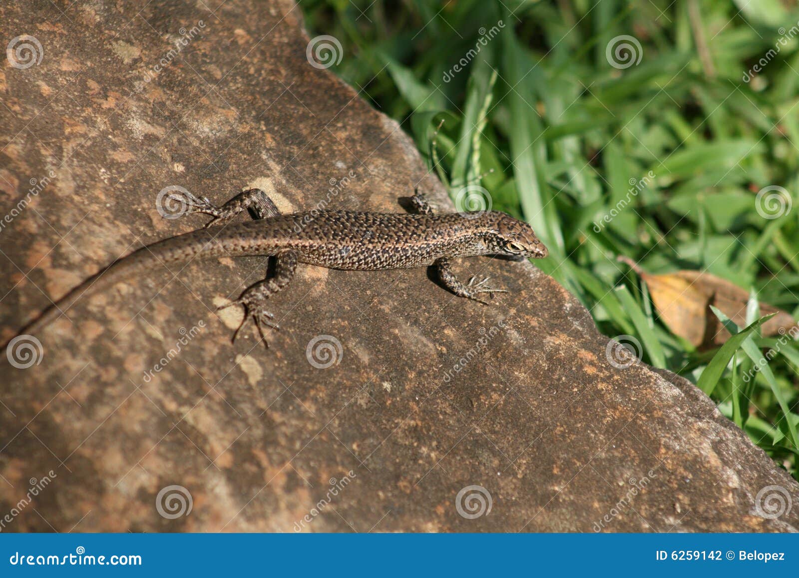 Flat out like a lizard stock photo. Image of reptile, rock - 6259142
