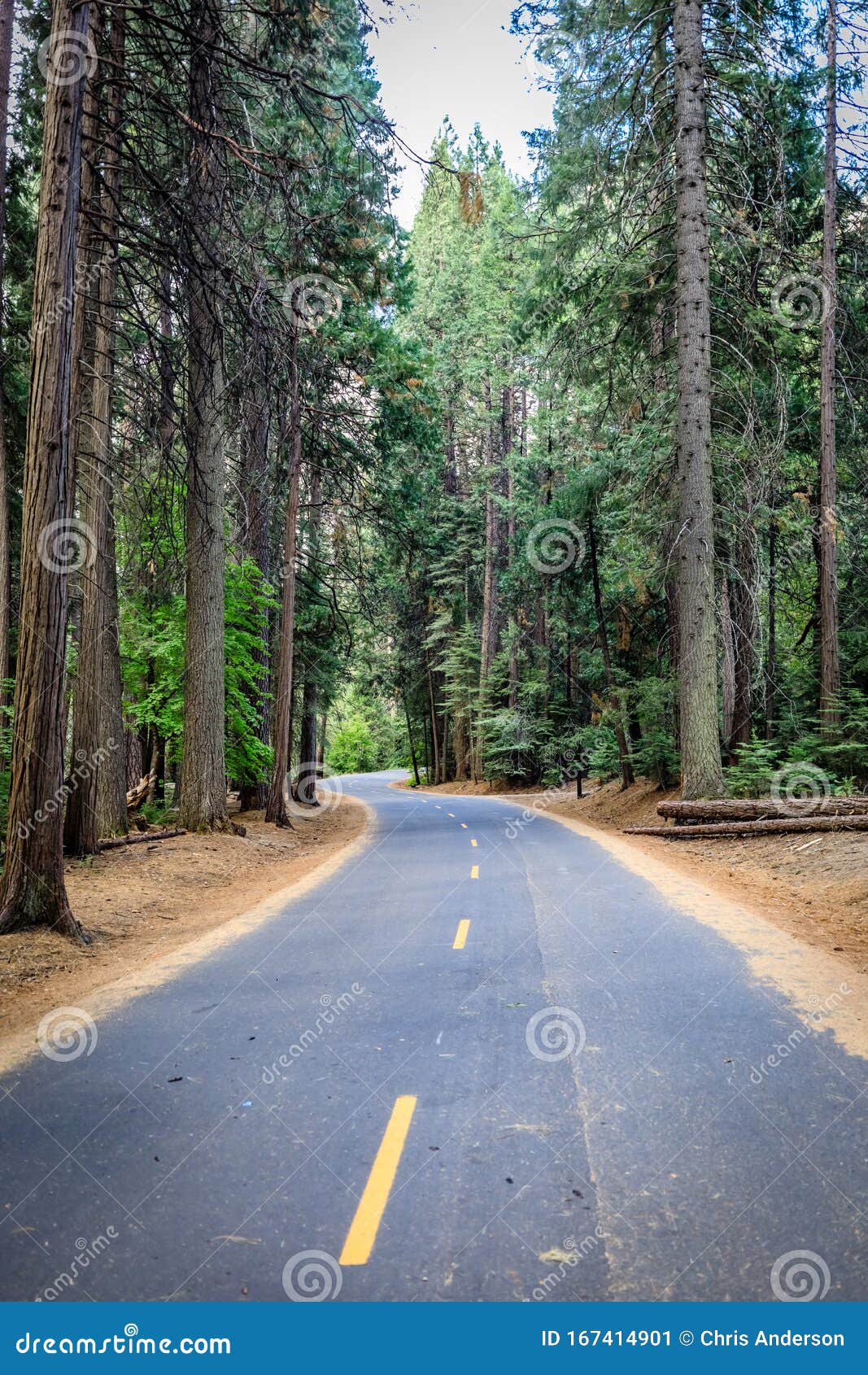 A Flat Road with a Dotted Yellow Line Winds between Very Tall Straight ...