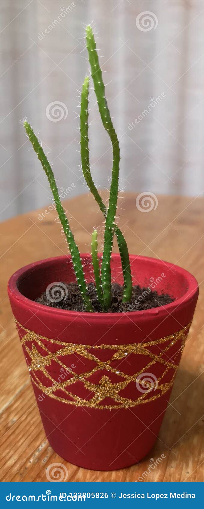 The flat plant stock photo. Image of natural, flat, plant - 133805826