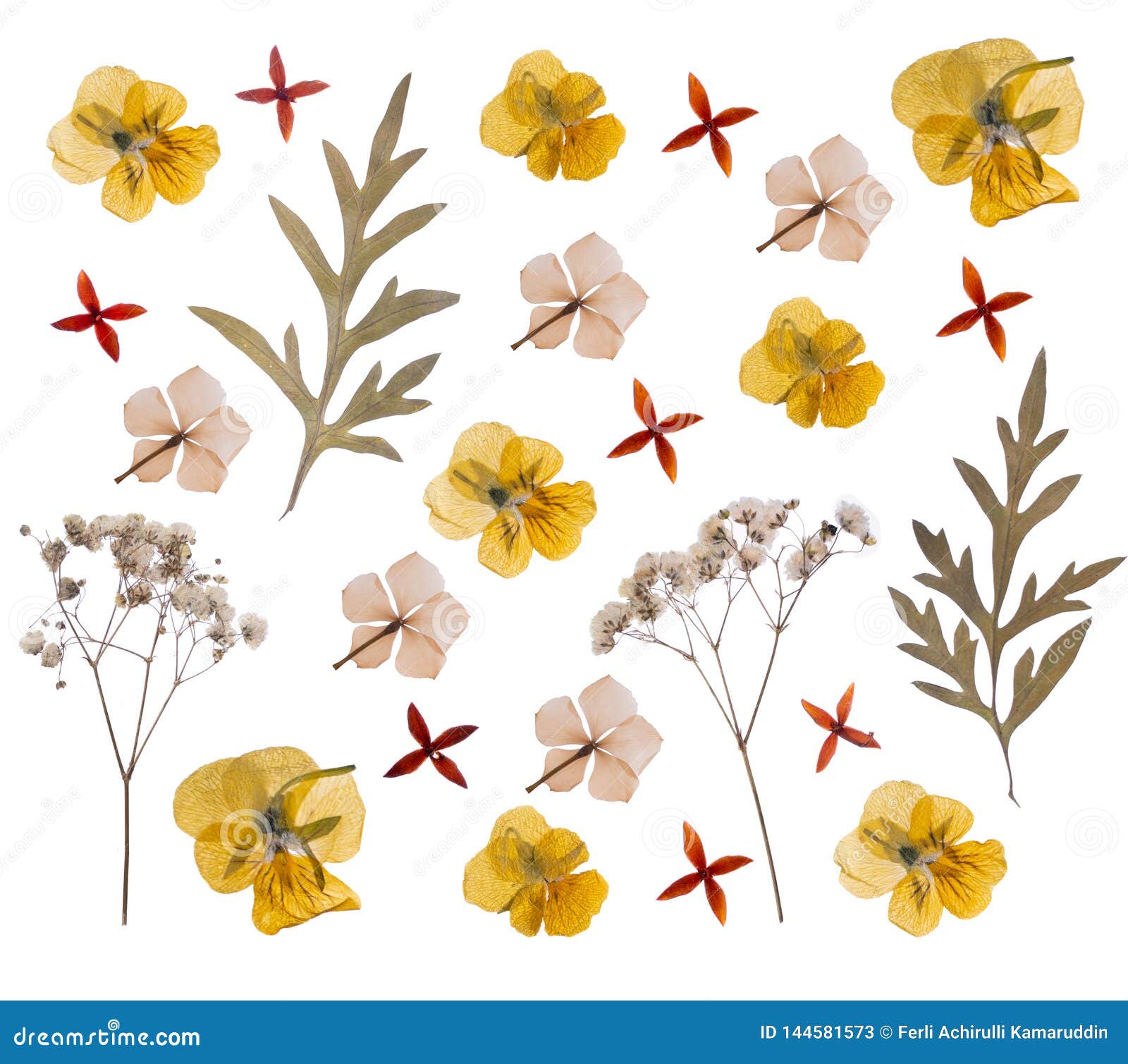 Flat Pressed Dried Flower Isolated on White Stock Illustration ...