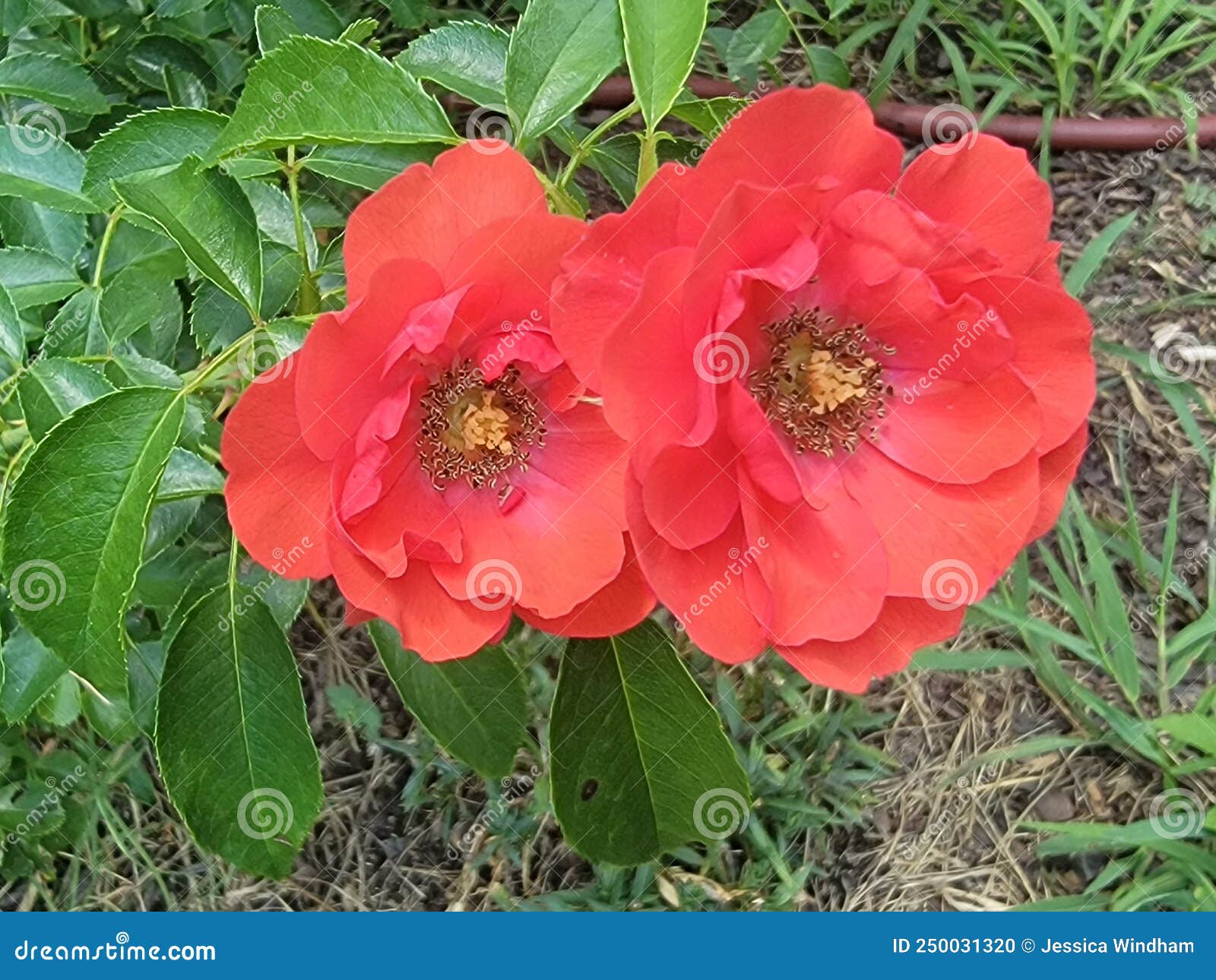 Flat red rose pettles stock photo. Image of rose, flower - 250031320