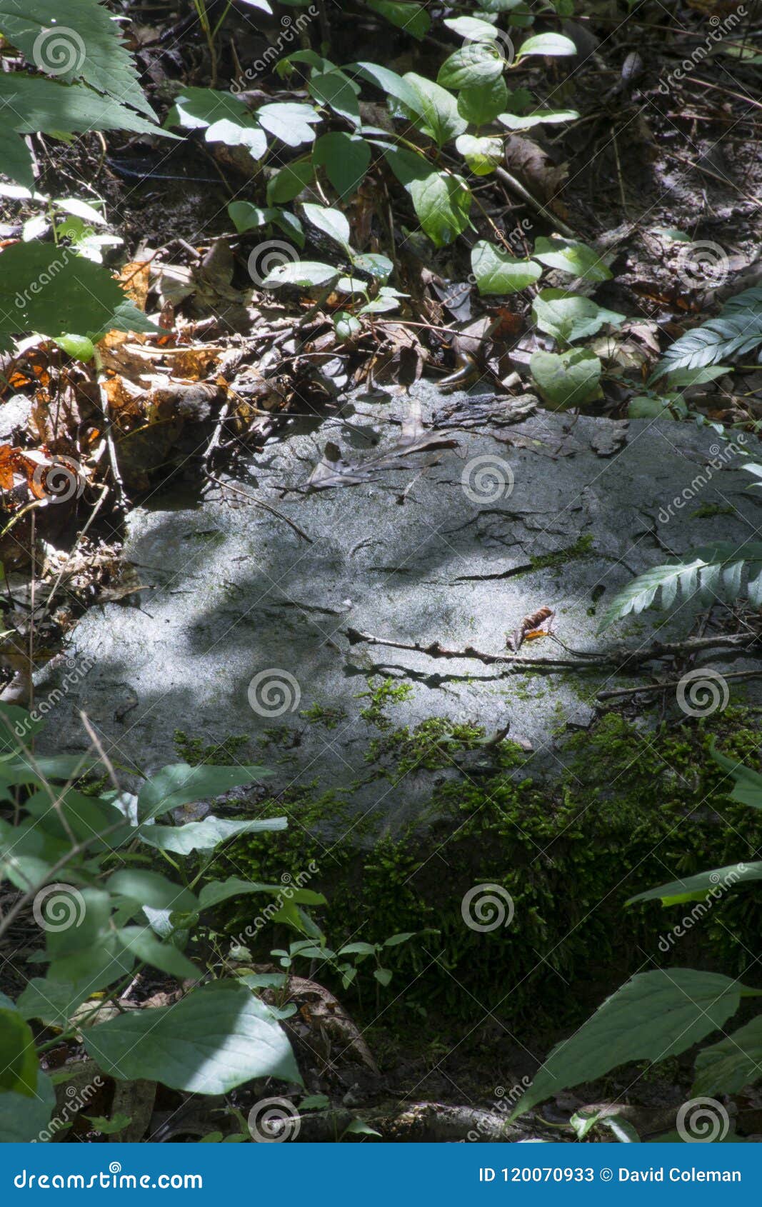 Flat rock on forest floor stock image. Image of floor - 120070933