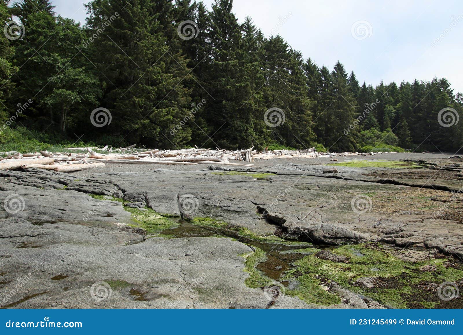 A Flat Rock Plain with an Evergreen Forest in the Background Stock ...