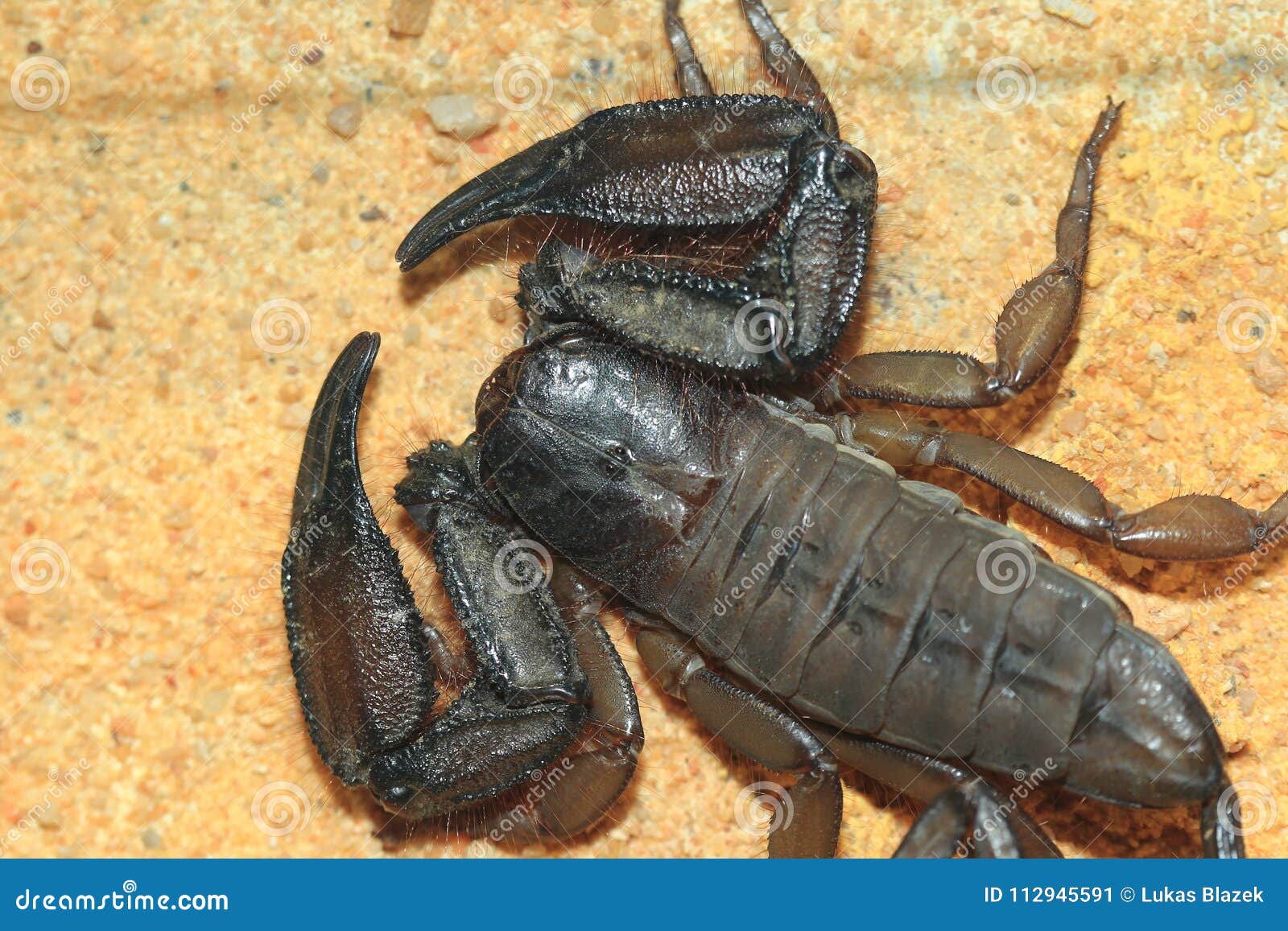 Flat rock scorpion stock image. Image of scorpion, rock - 112945591
