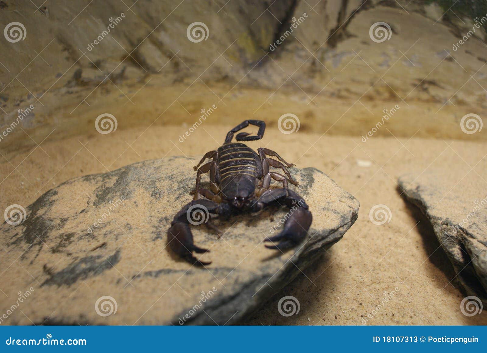Flat Rock Scorpion - Hadogenes Troglodytes Stock Image - Image of flat ...