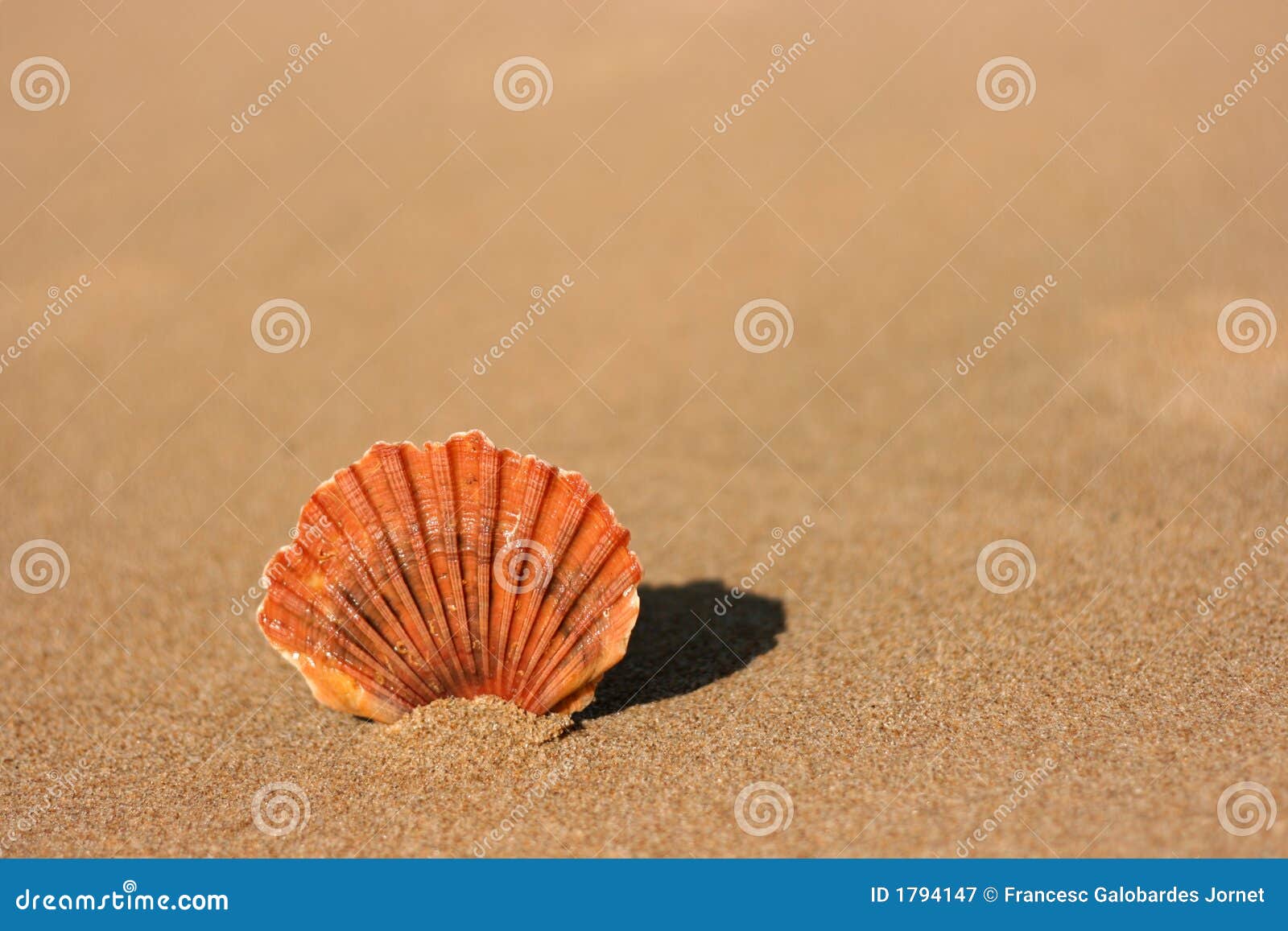 Flat sea shell on the sand stock image. Image of ocean - 1794147