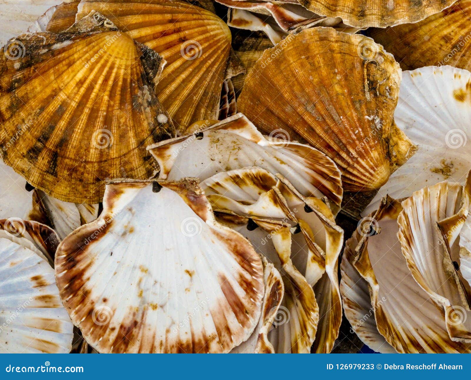 Flat Sea Shells on the Sea Shore Stock Image - Image of coast ...