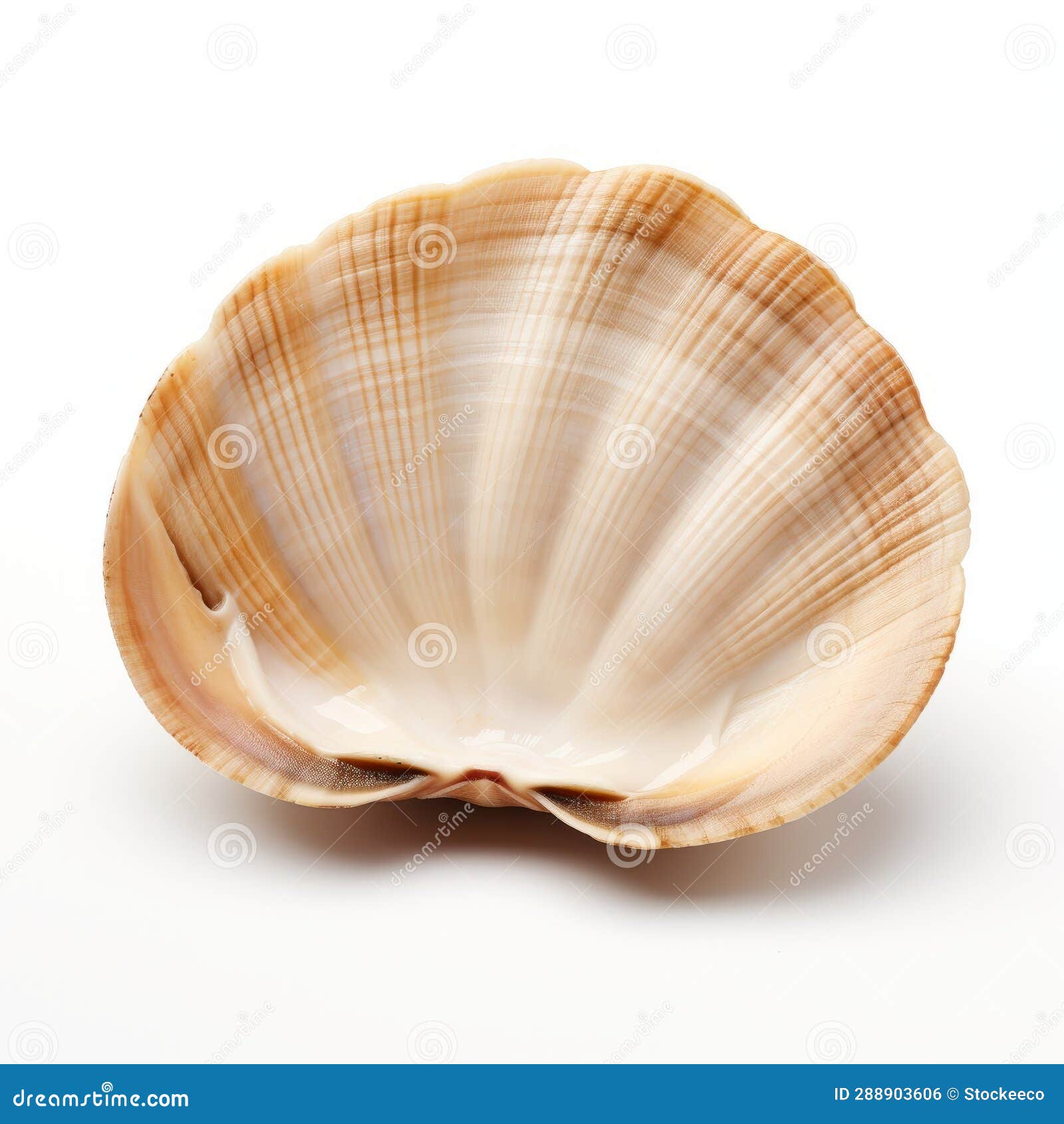 High Quality Ultra Hd Shell on White Background Stock Illustration ...