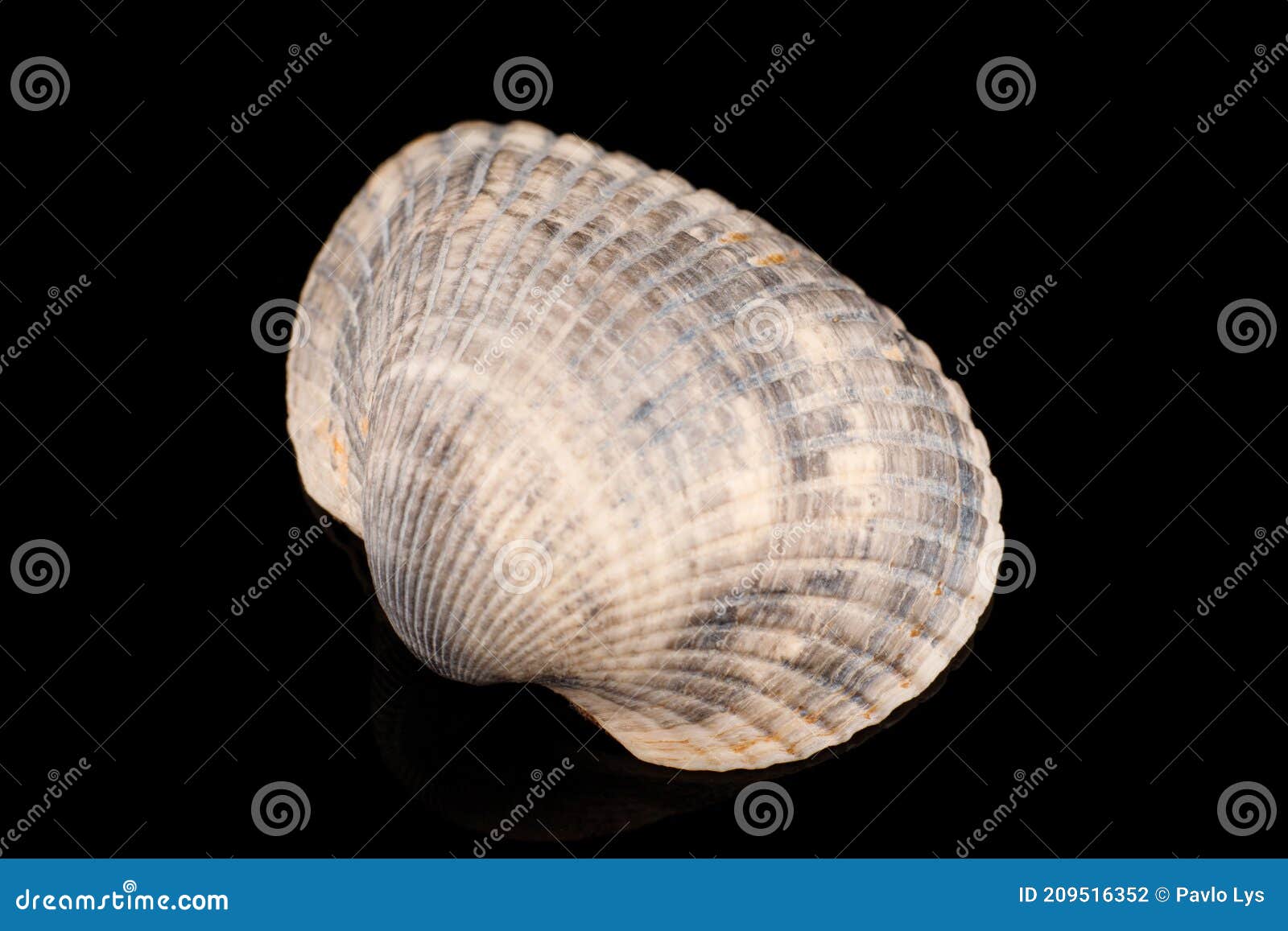 Flat Seashells on a Black Background Close-up Stock Photo - Image of ...