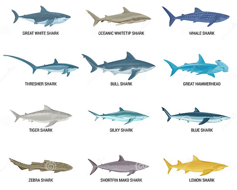 Flat Sharks Icon Set stock vector. Illustration of design - 289061836 Flat Sharks Icon Set stock vector. Illustration of design - 289061836