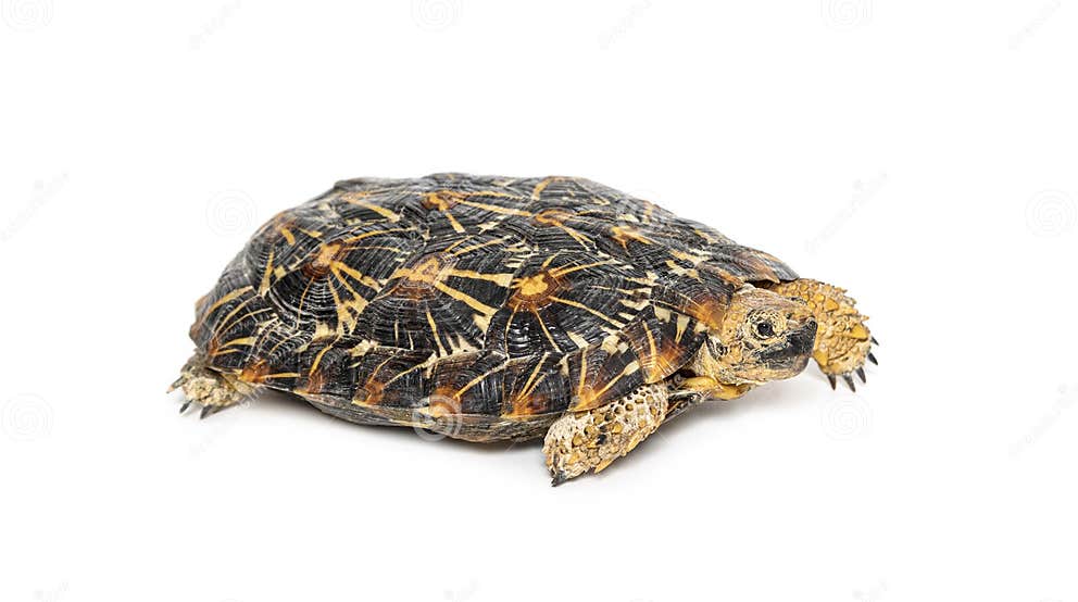 Flat-shelled Pancake Tortoise, Malacochersus Tornieri, Isolated on ...