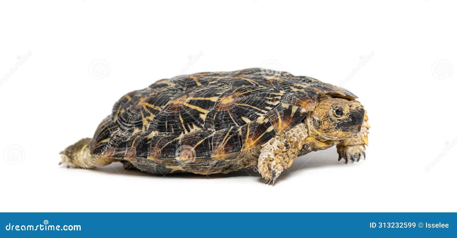 Flat-shelled Pancake Tortoise, Malacochersus Tornieri, Isolated on ...