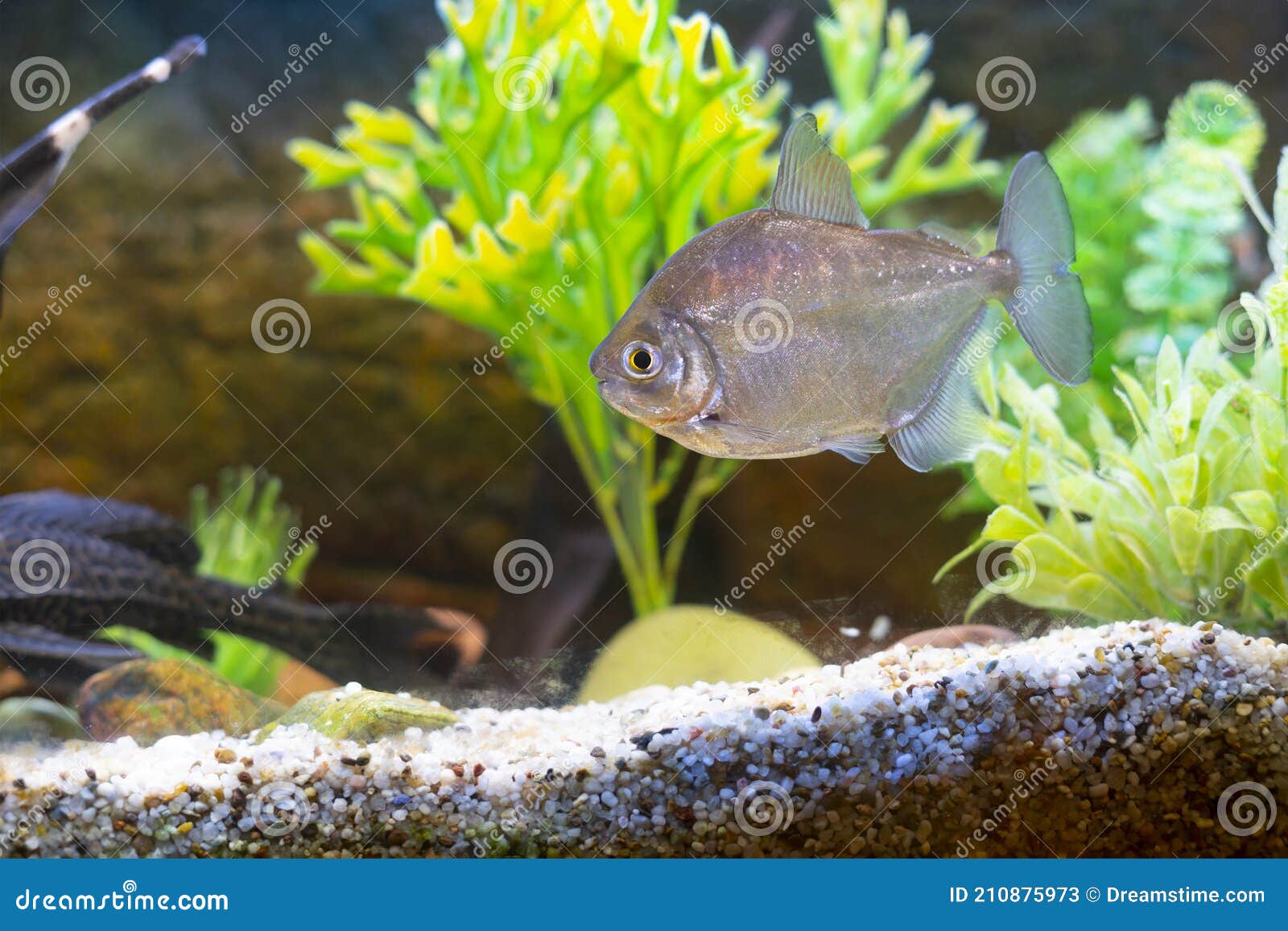 Flat Silver Fish in a Lighted Aquarium. Stock Image - Image of scales ...