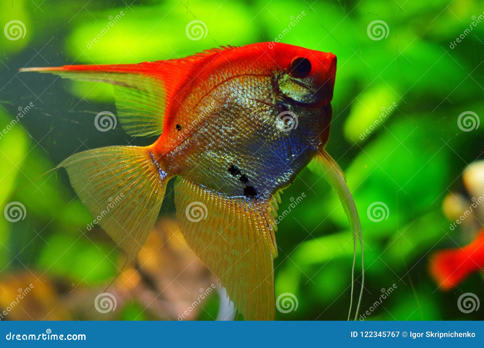 Flat Silver Fish with a Long Fin Stock Image - Image of green, algae ...