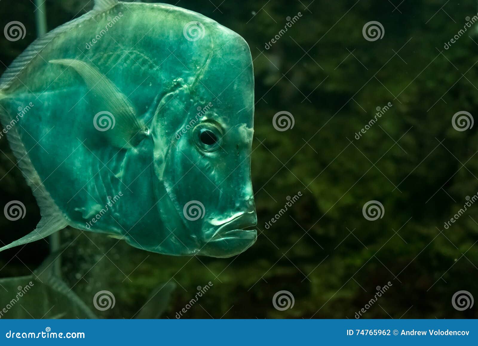 Flat silver sullen fish stock photo. Image of seas, colors - 74765962