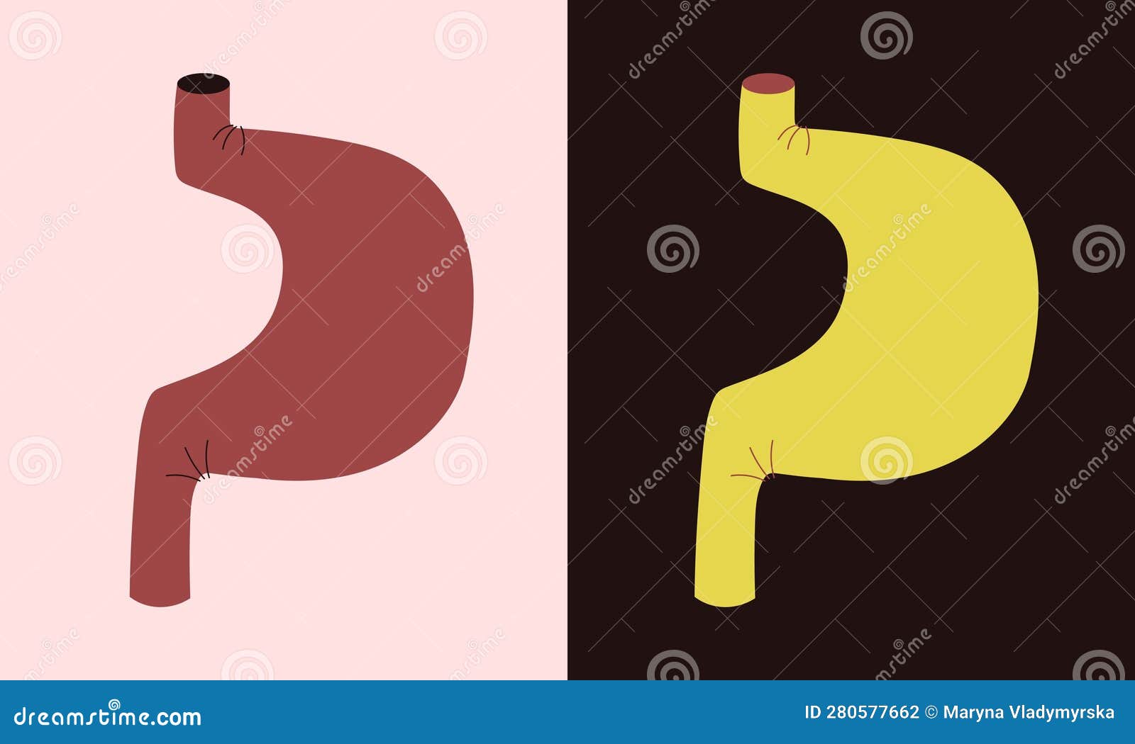 Flat Simple Style Minimal Illustration of Human Stomach on a Light and ...