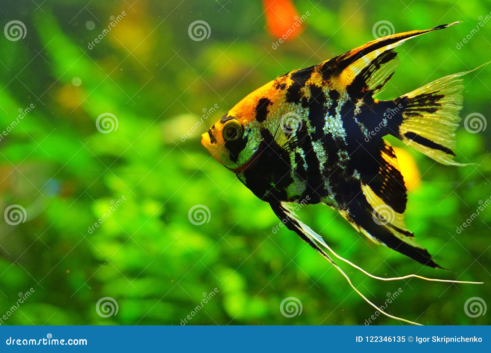 Flat Spotted Fish with a Long Fin Stock Image - Image of aqua, marine ...