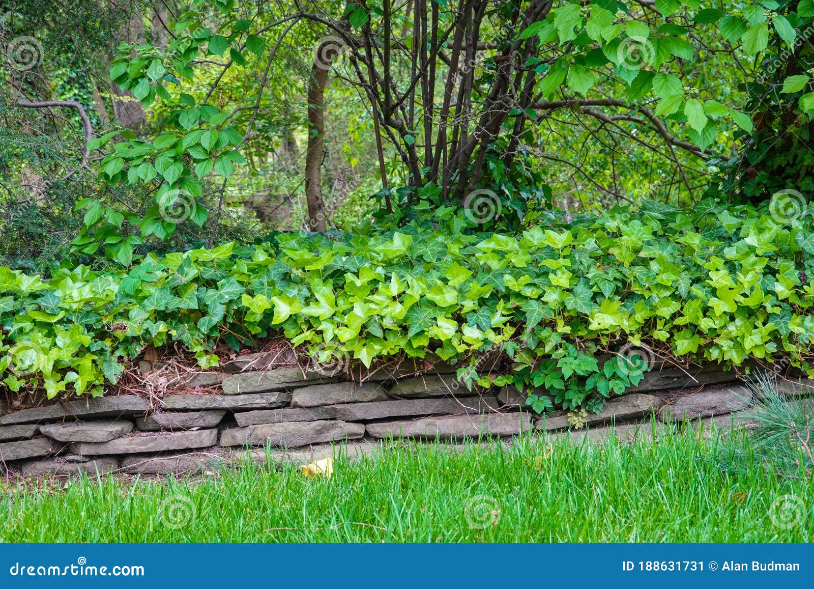Flat Stone Wall in a Garden with Overflowing Leafy Vines Stock Image ...