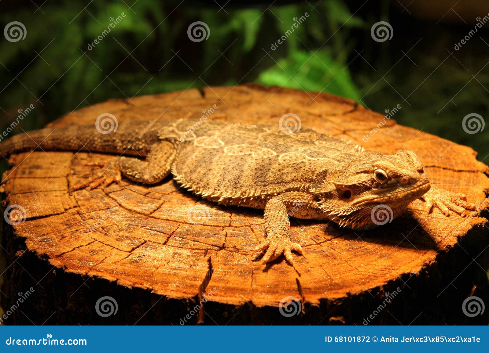Flat-tailed Lizard Blending Stock Photo - Image of lizard, blend: 68101872