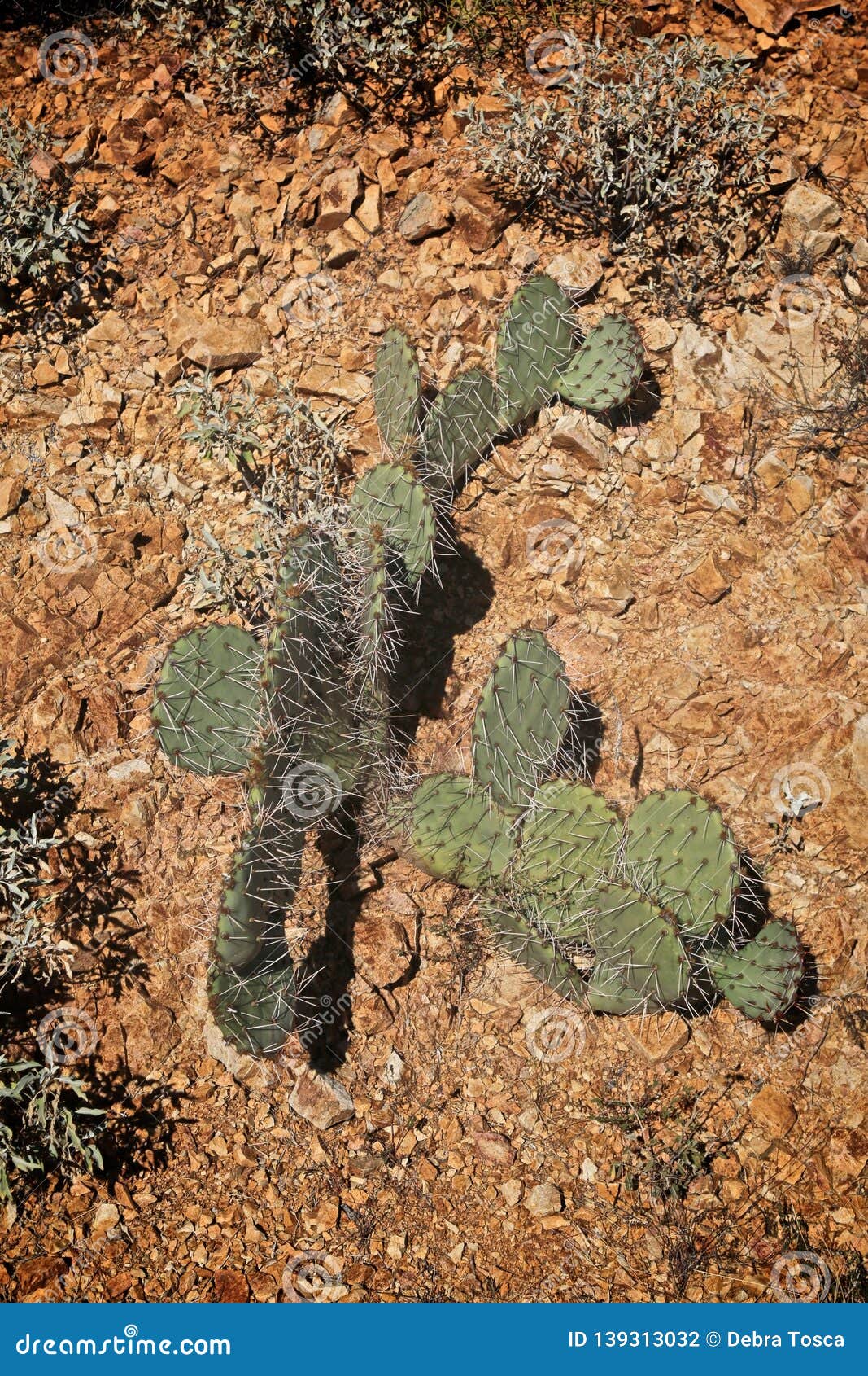 Prickly pear cactus stock photo. Image of covered, green - 139313032