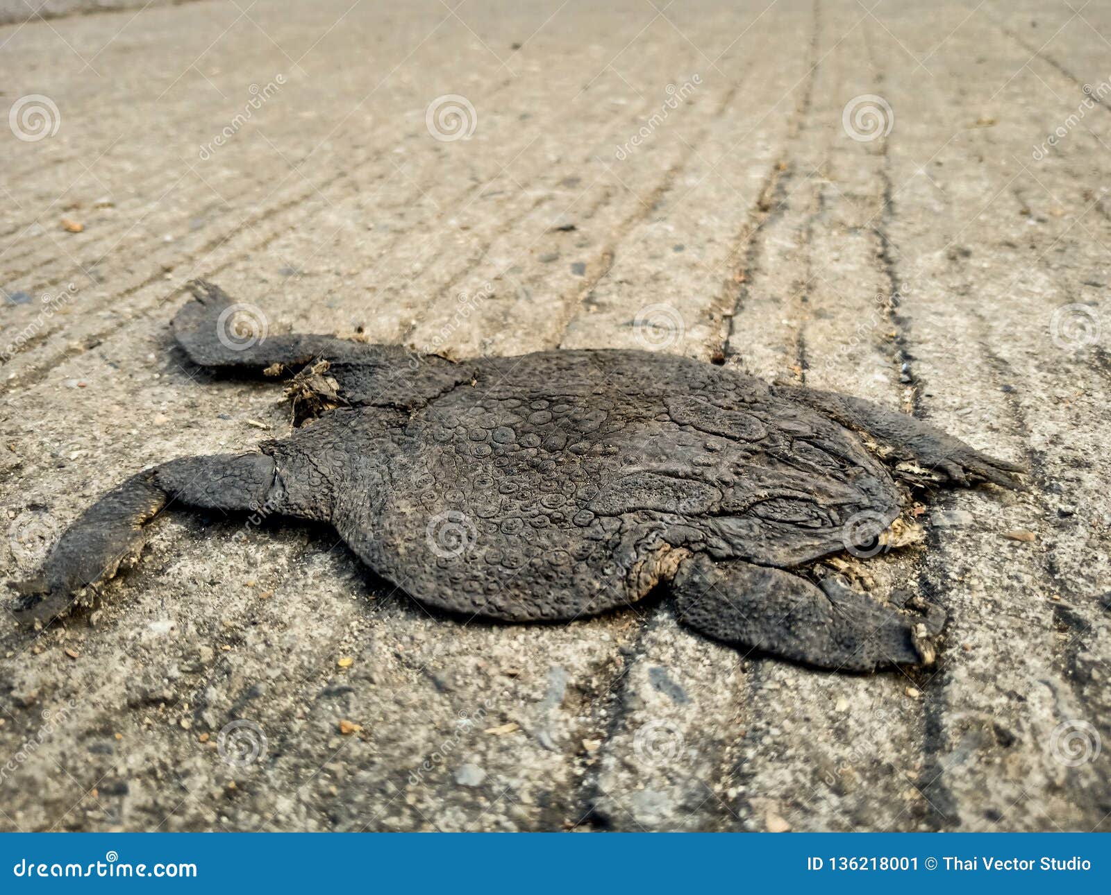 Flat toad on the road stock image. Image of road, toad - 136218001
