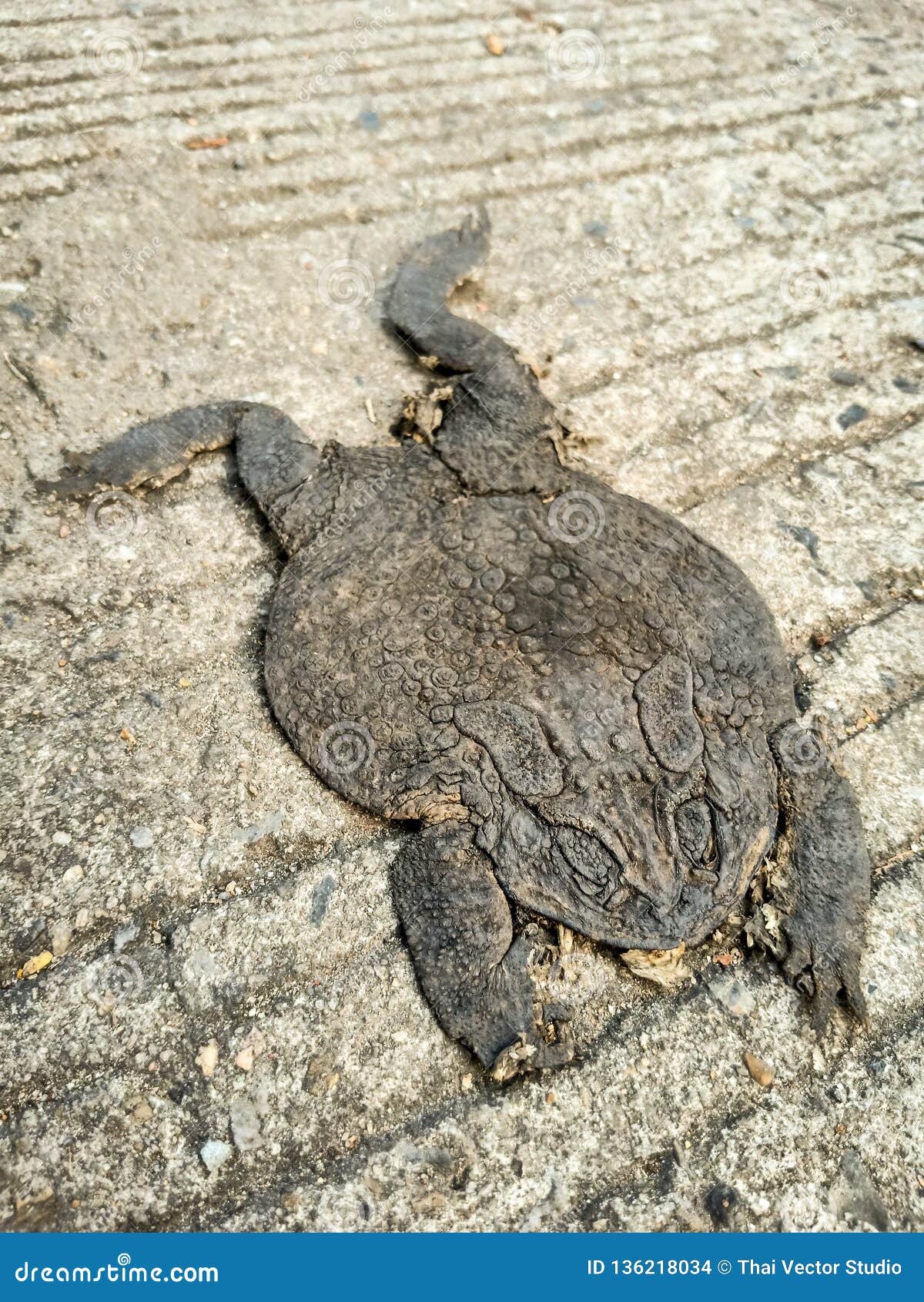 Flat toad on the road stock photo. Image of road, toad - 136218034