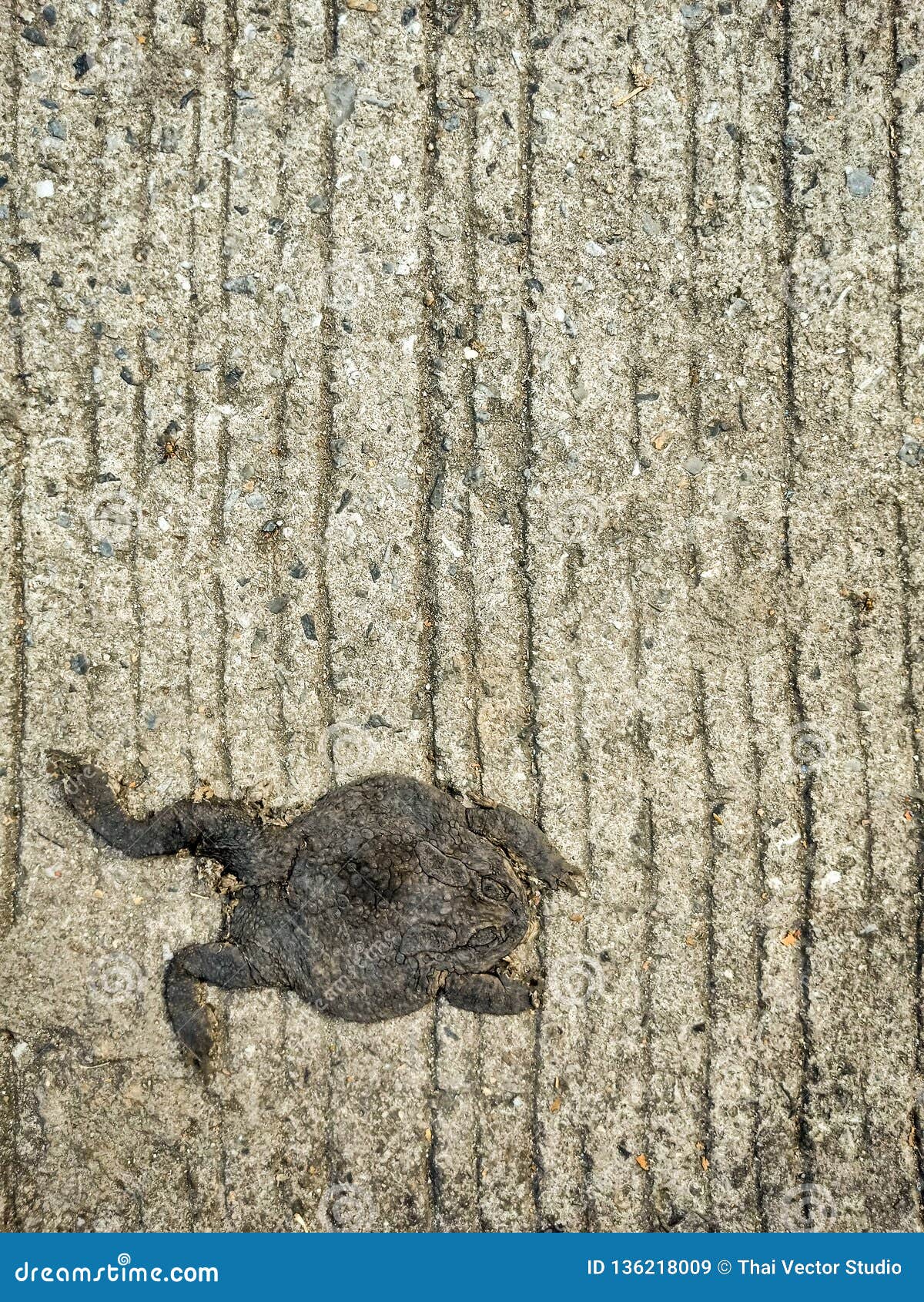 Flat toad on the road stock image. Image of toad, flat - 136218009