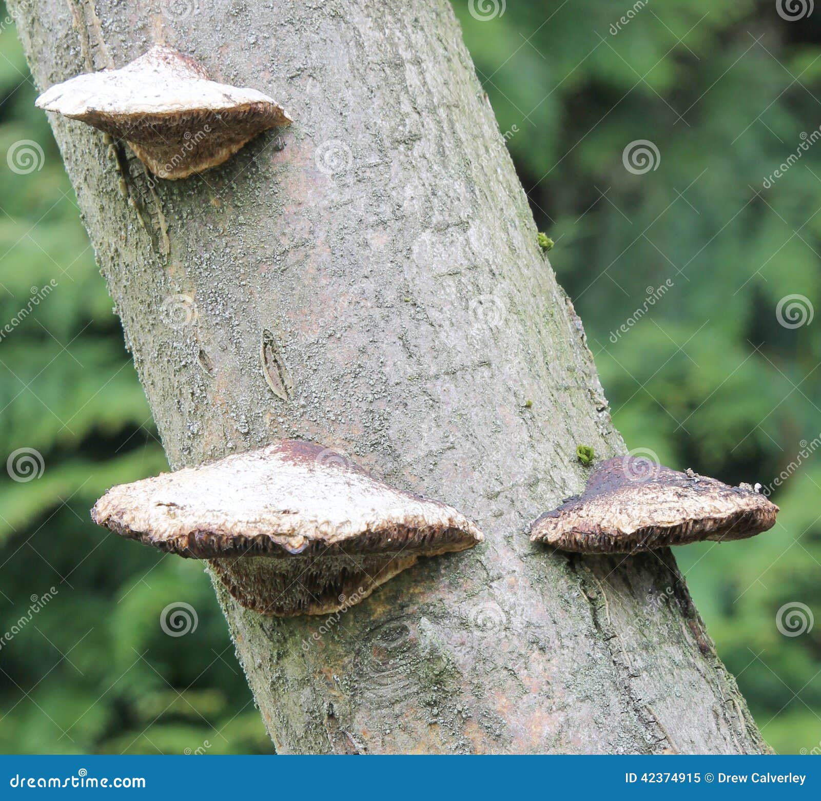 Flat Toadstools Growing on a Tree Trunk Stock Image - Image of forest ...