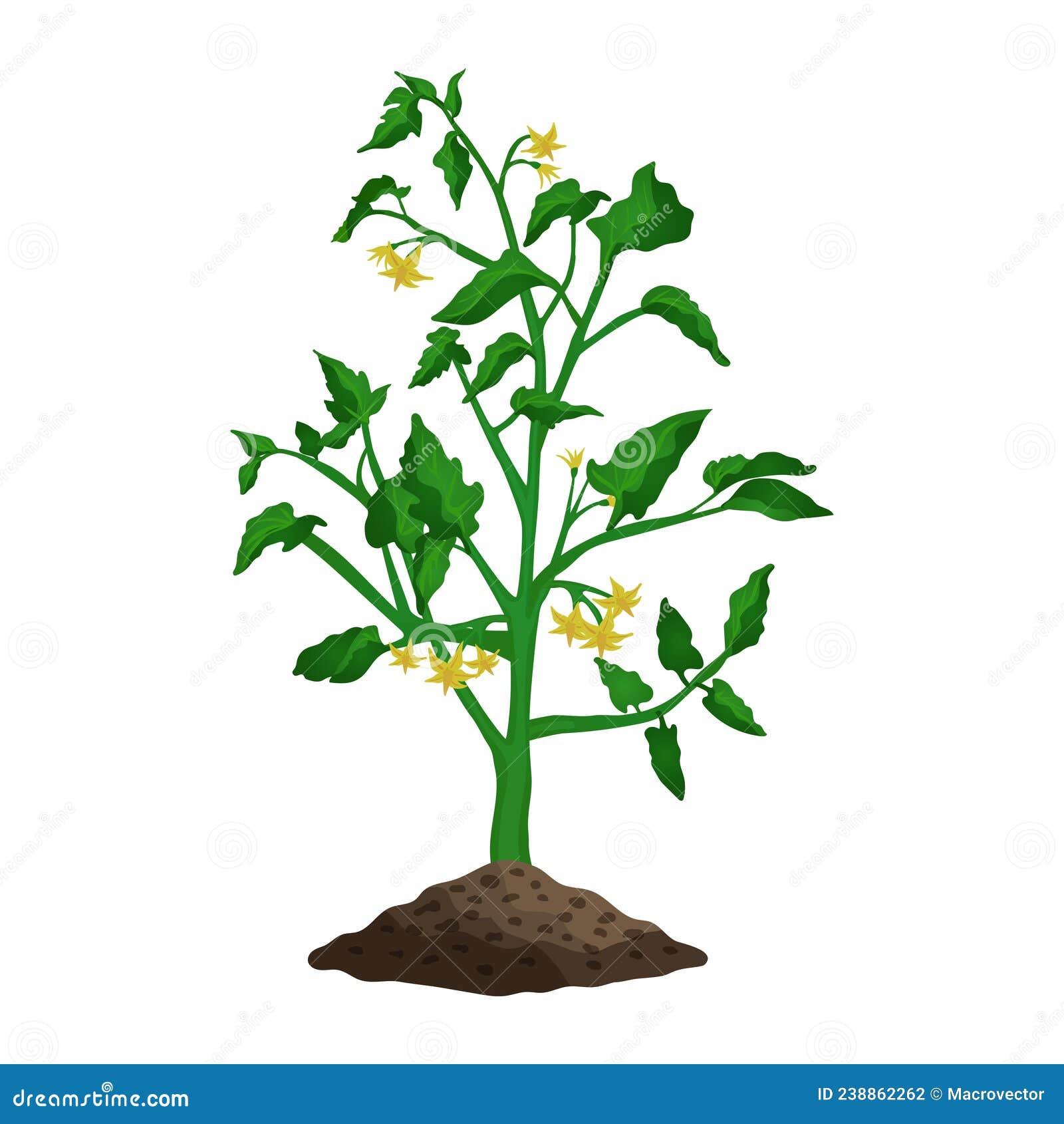 Flat Tomato Plant stock vector. Illustration of plant - 238862262