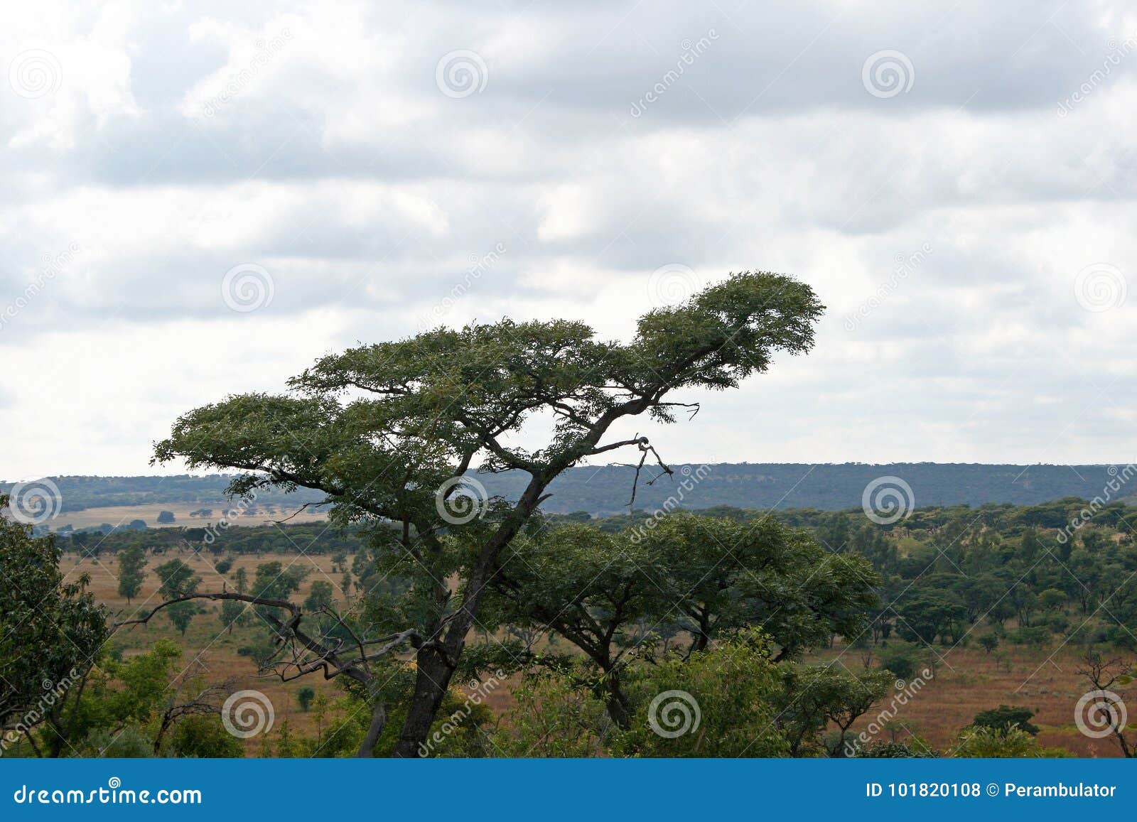 FLAT TOPPED TREE in BUSH LANDSCAPE Stock Photo - Image of contrast ...