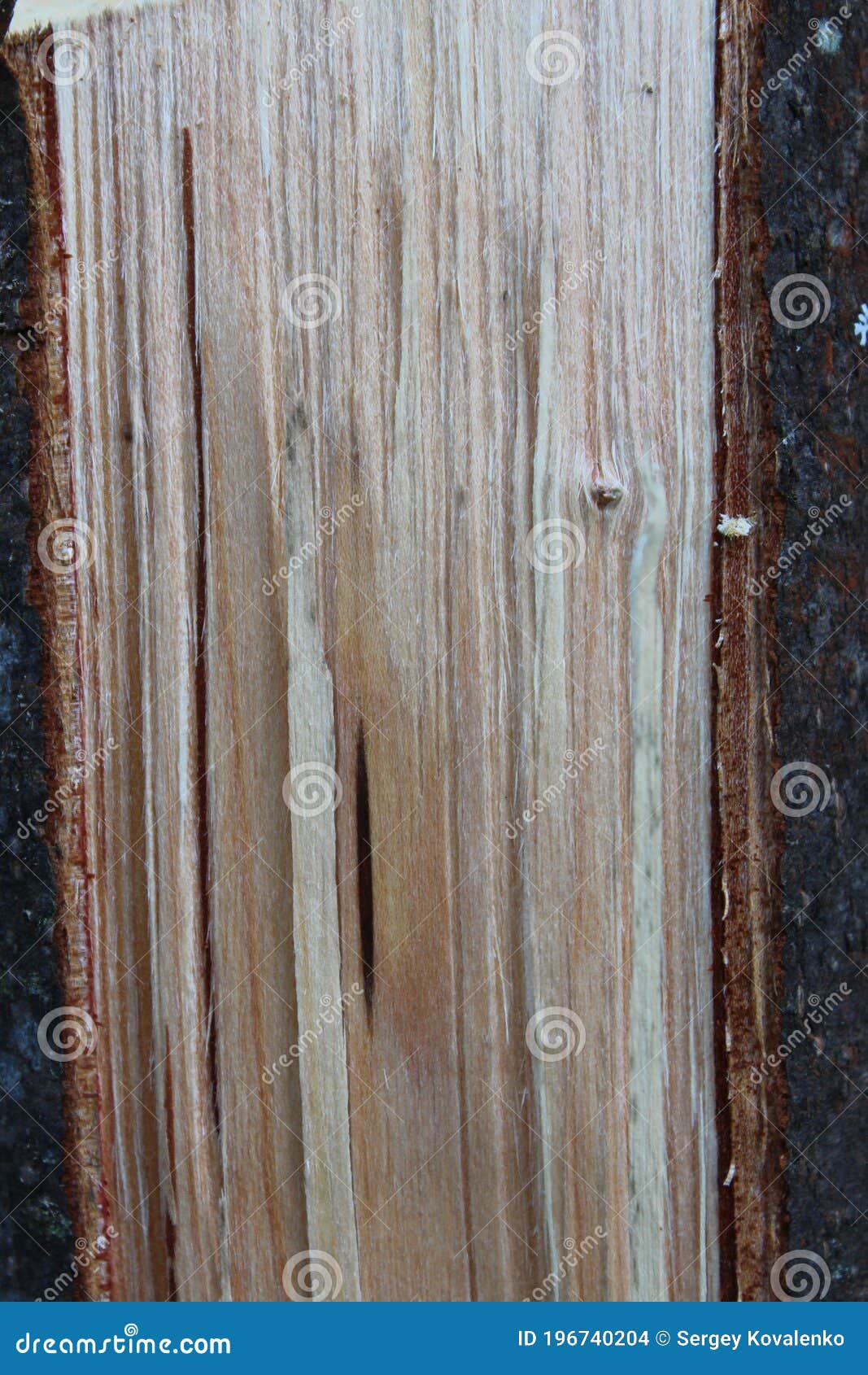 A Tree Trunk without Bark. Macro. Russia. Stock Photo - Image of ...