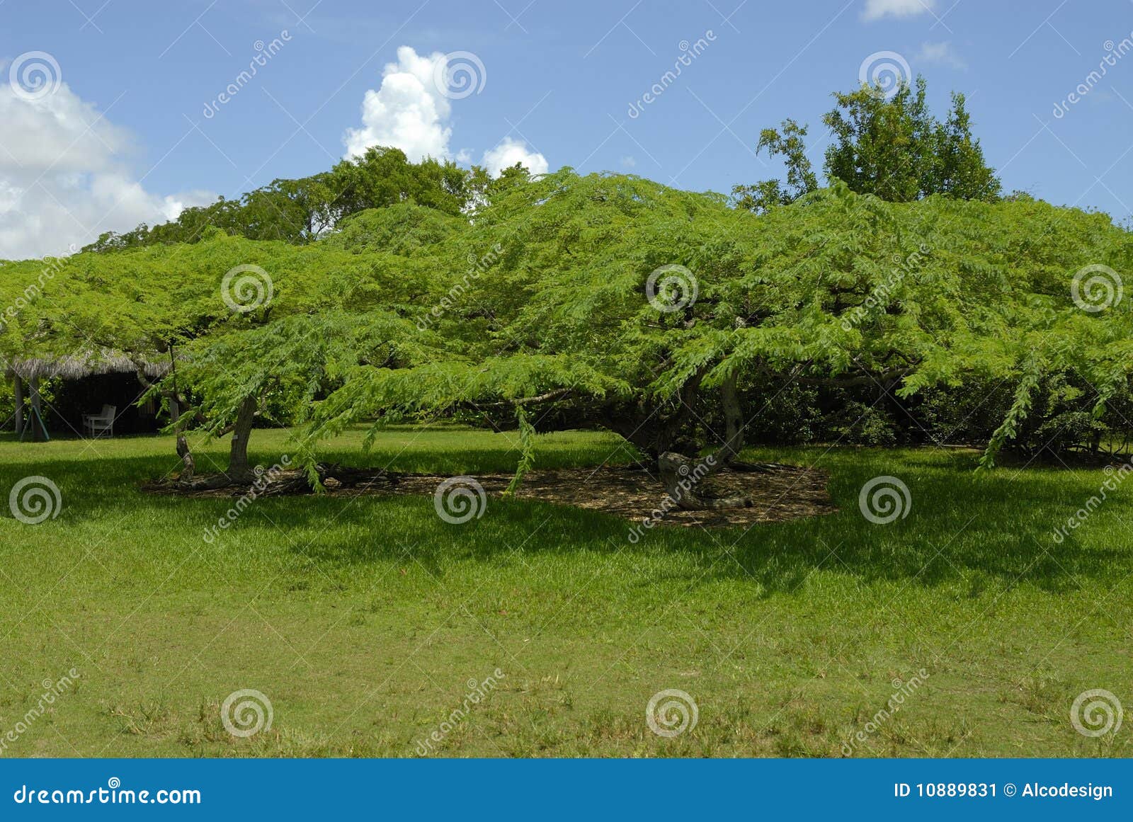 Flat trees in a garden stock image. Image of trees, summer - 10889831