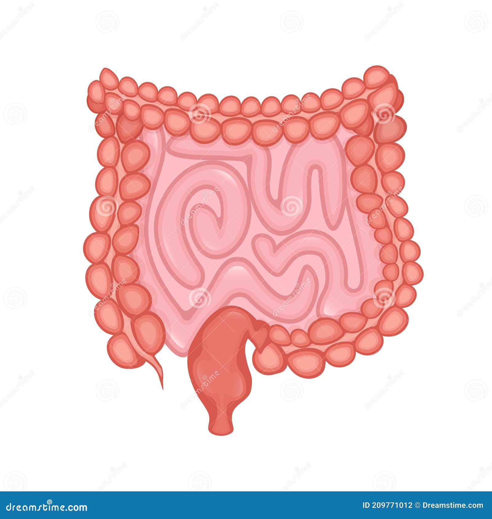 Flat Vector Illustration. Flat Vector Illustration With Intestines ...
