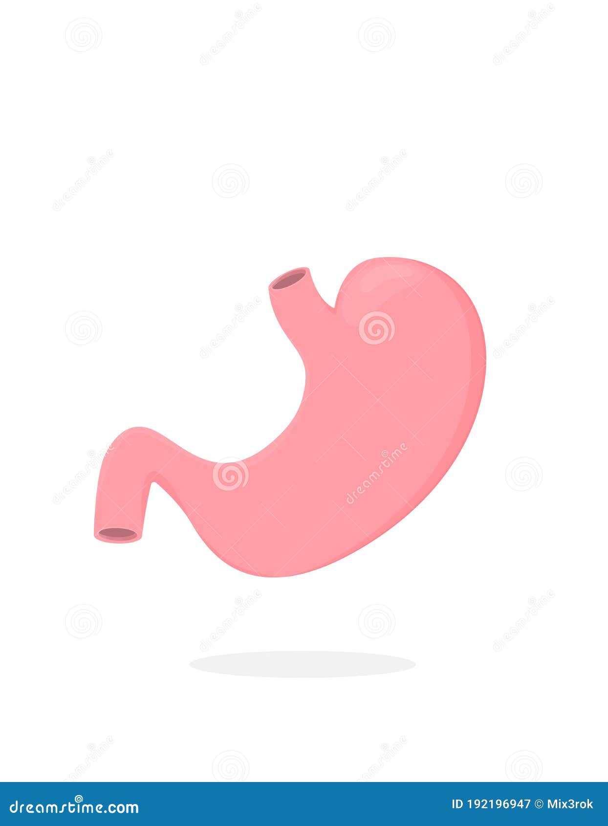 Flat Vector Stomach Isolated on Background Stock Vector - Illustration ...