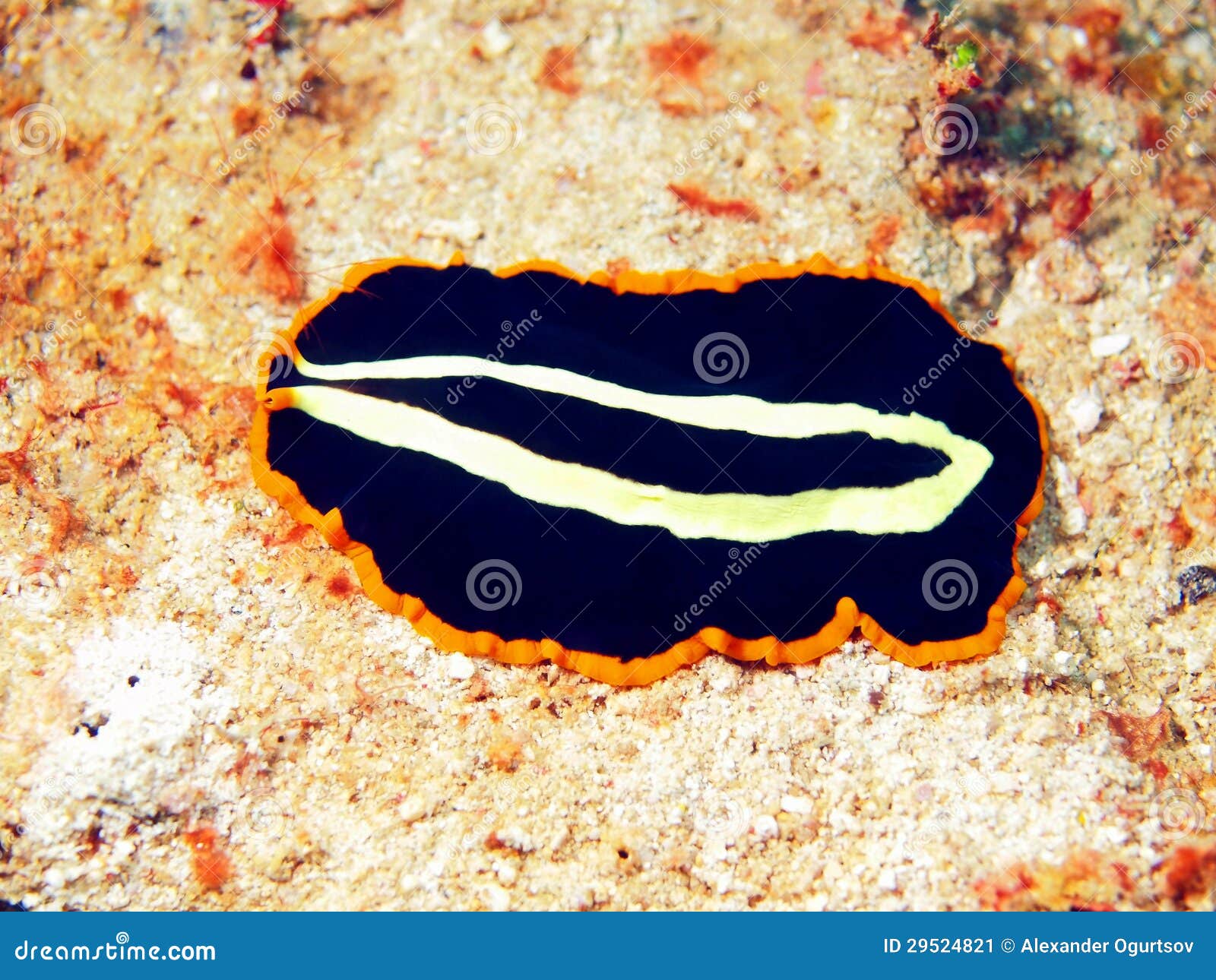 Flat worm stock image. Image of nature, ocean, animal - 29524821