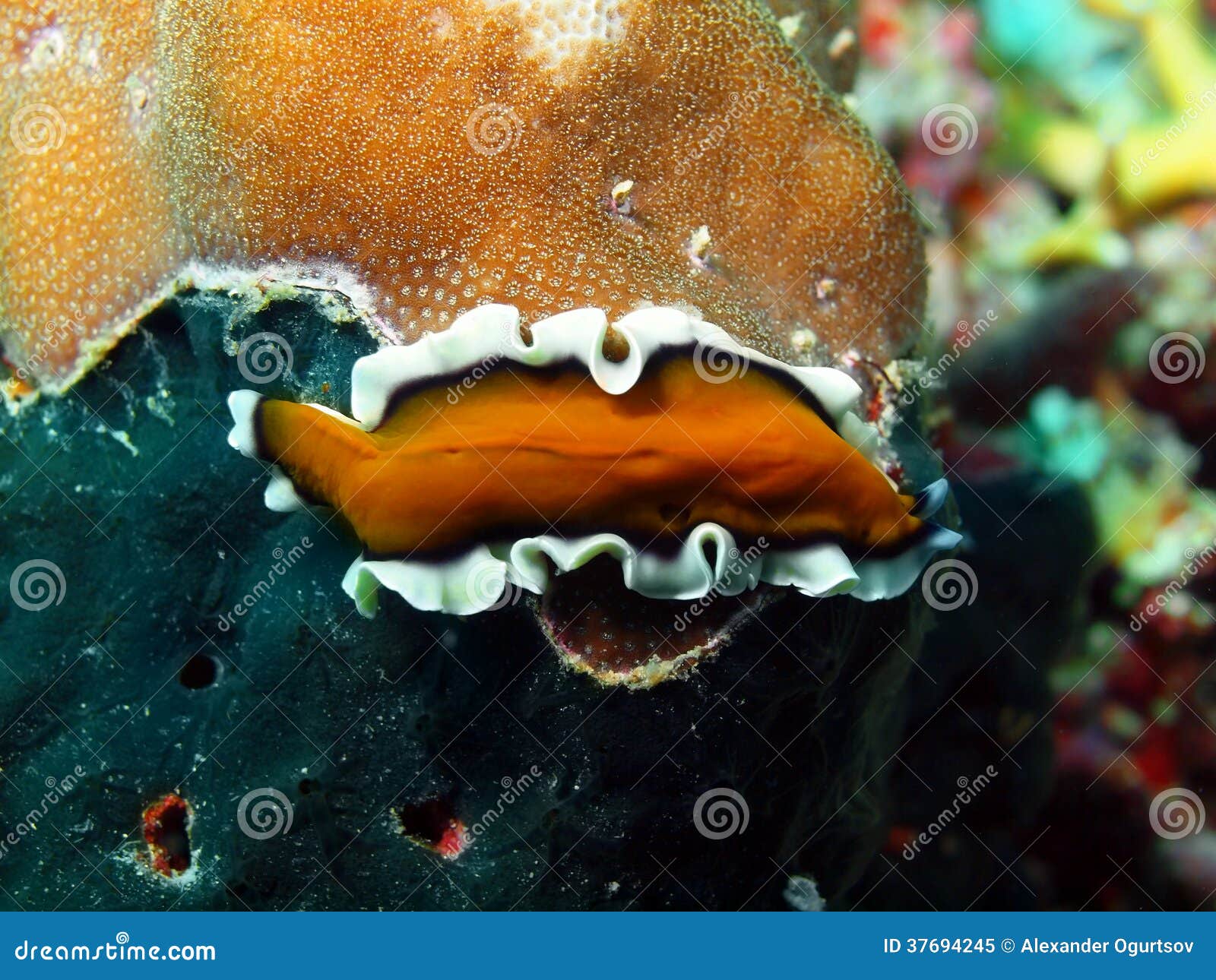 Flat worm stock image. Image of coral, dive, underwater - 37694245