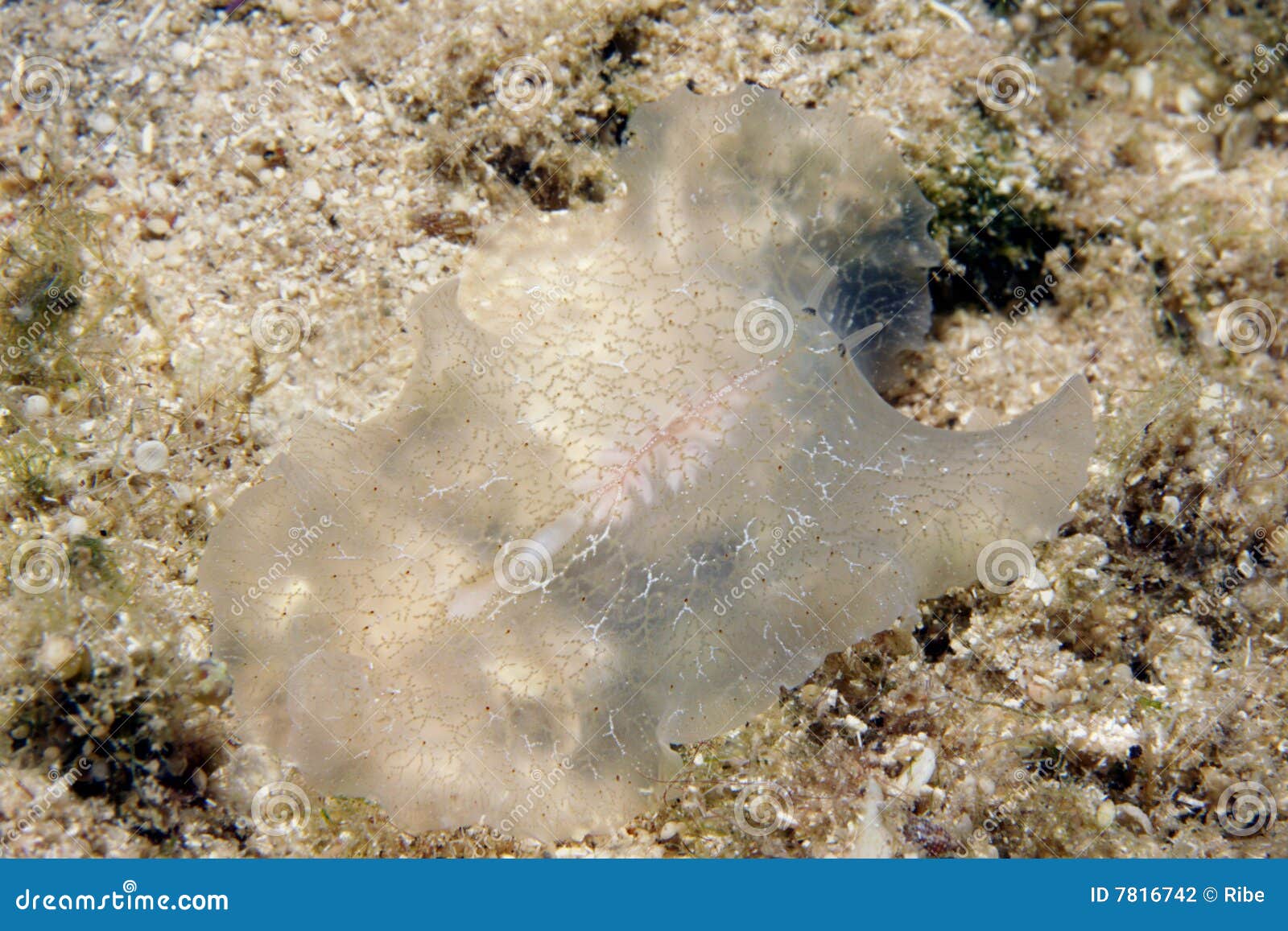 Flat-Worm stock photo. Image of fishes, macro, animals - 7816742