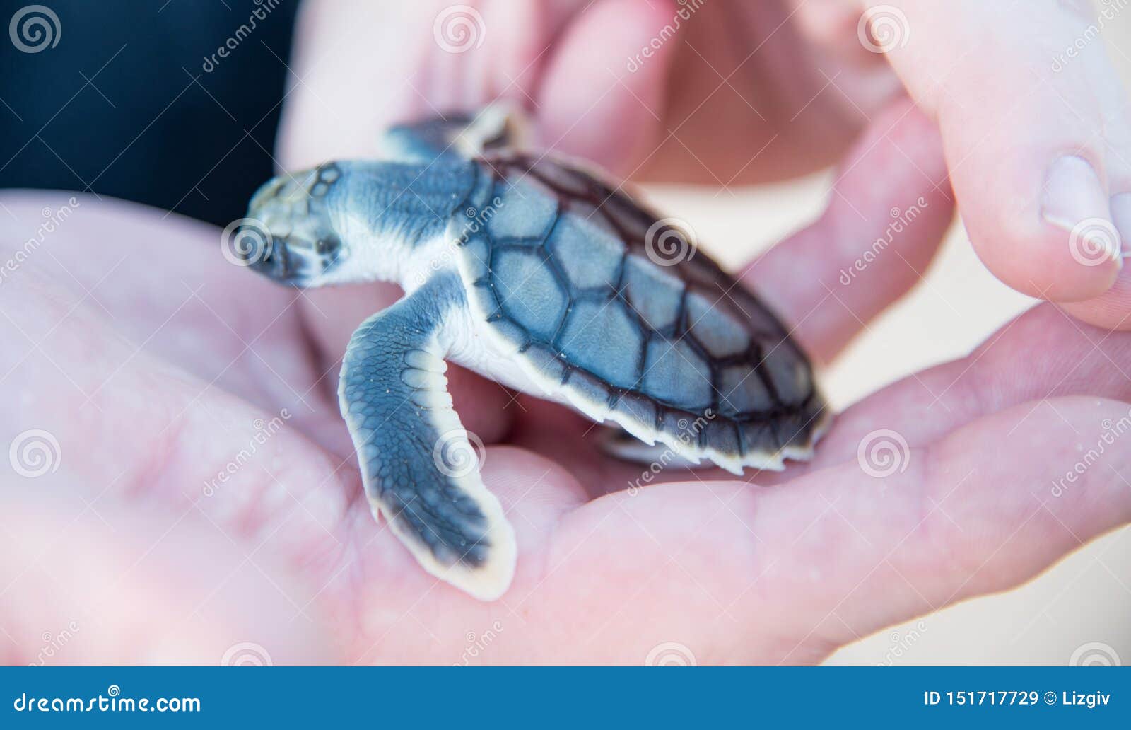 Flatback Sea Turtle Hatchling in Hands Stock Image - Image of close ...