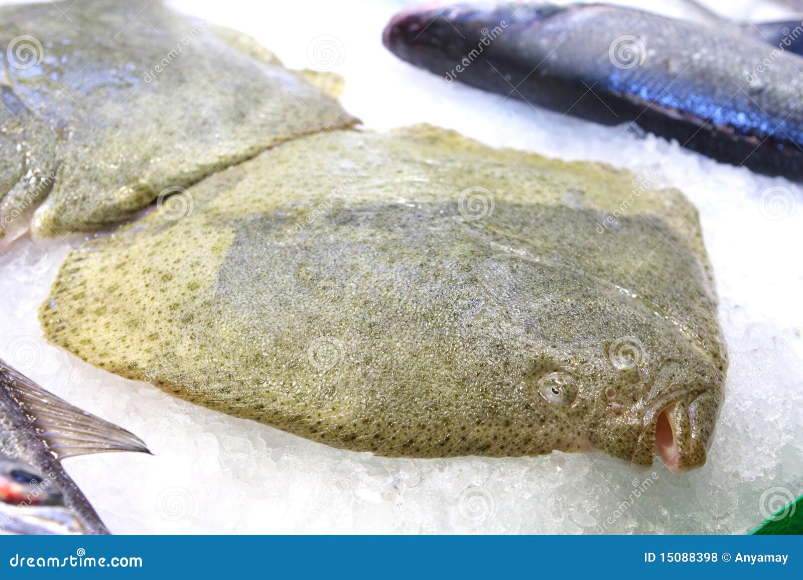 Flatfish stock photo. Image of meal, fluke, horizontal - 15088398
