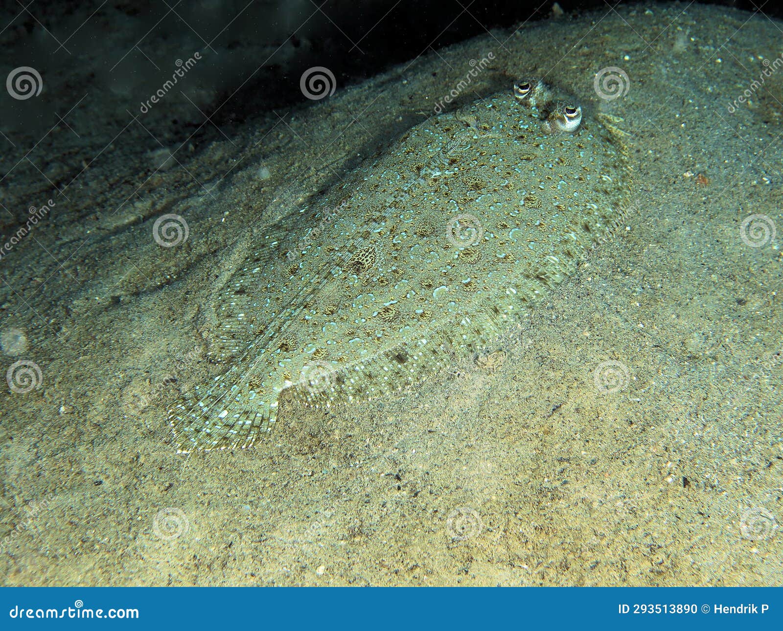 Pose Thirth Beautiful Flat Fish in the Darkness Stock Photo - Image of ...